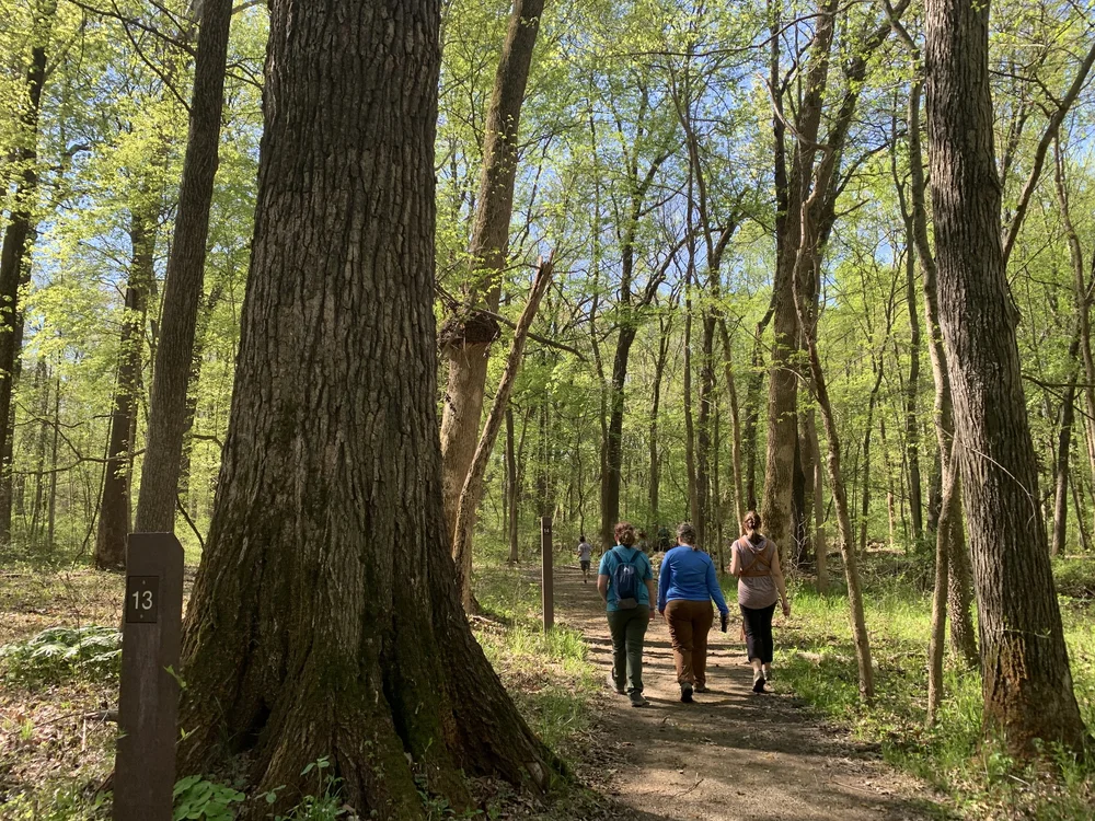 Beall Woods State Park — Old-Growth Forest Network