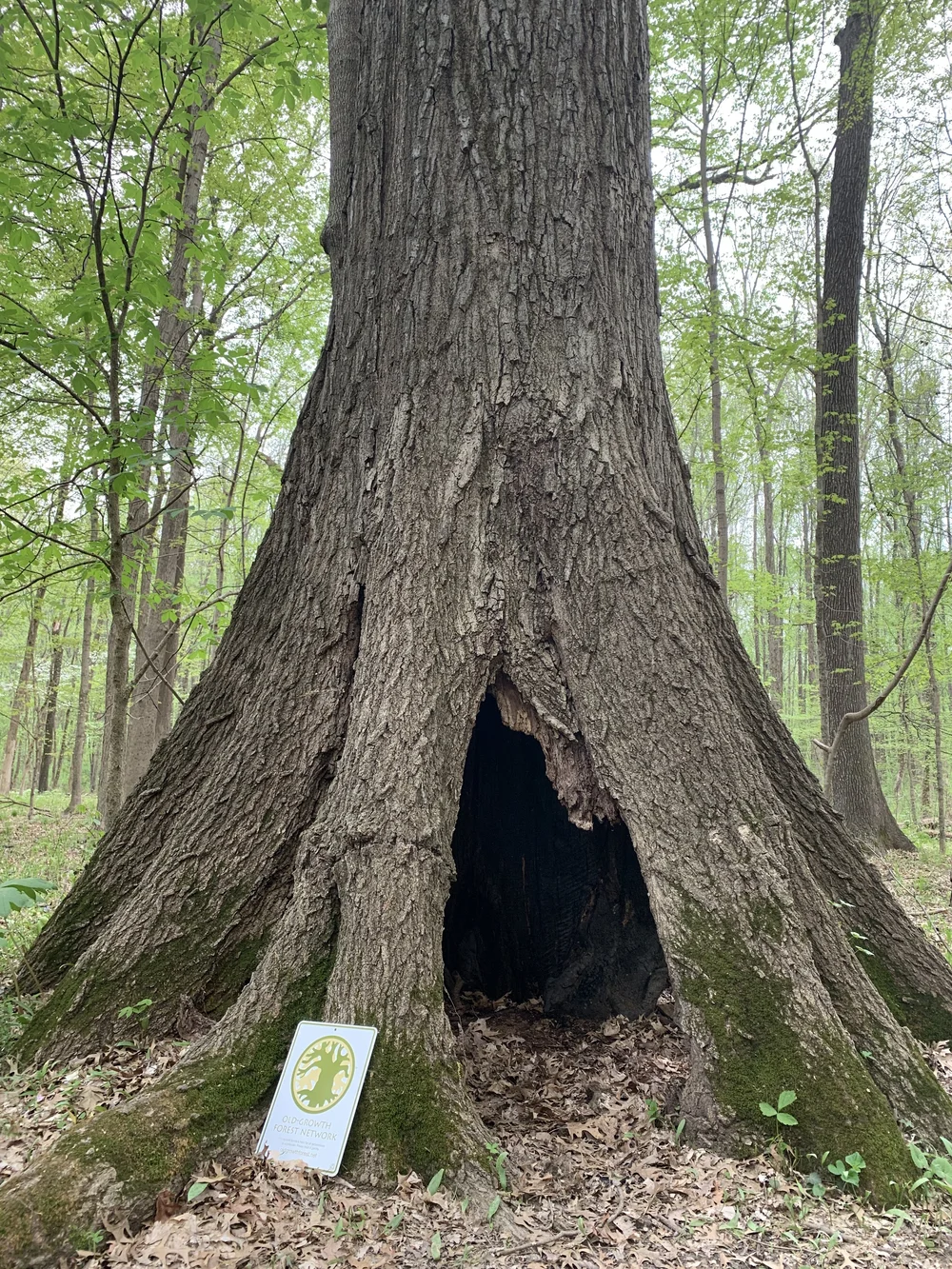 Beall Woods State Park — Old-Growth Forest Network