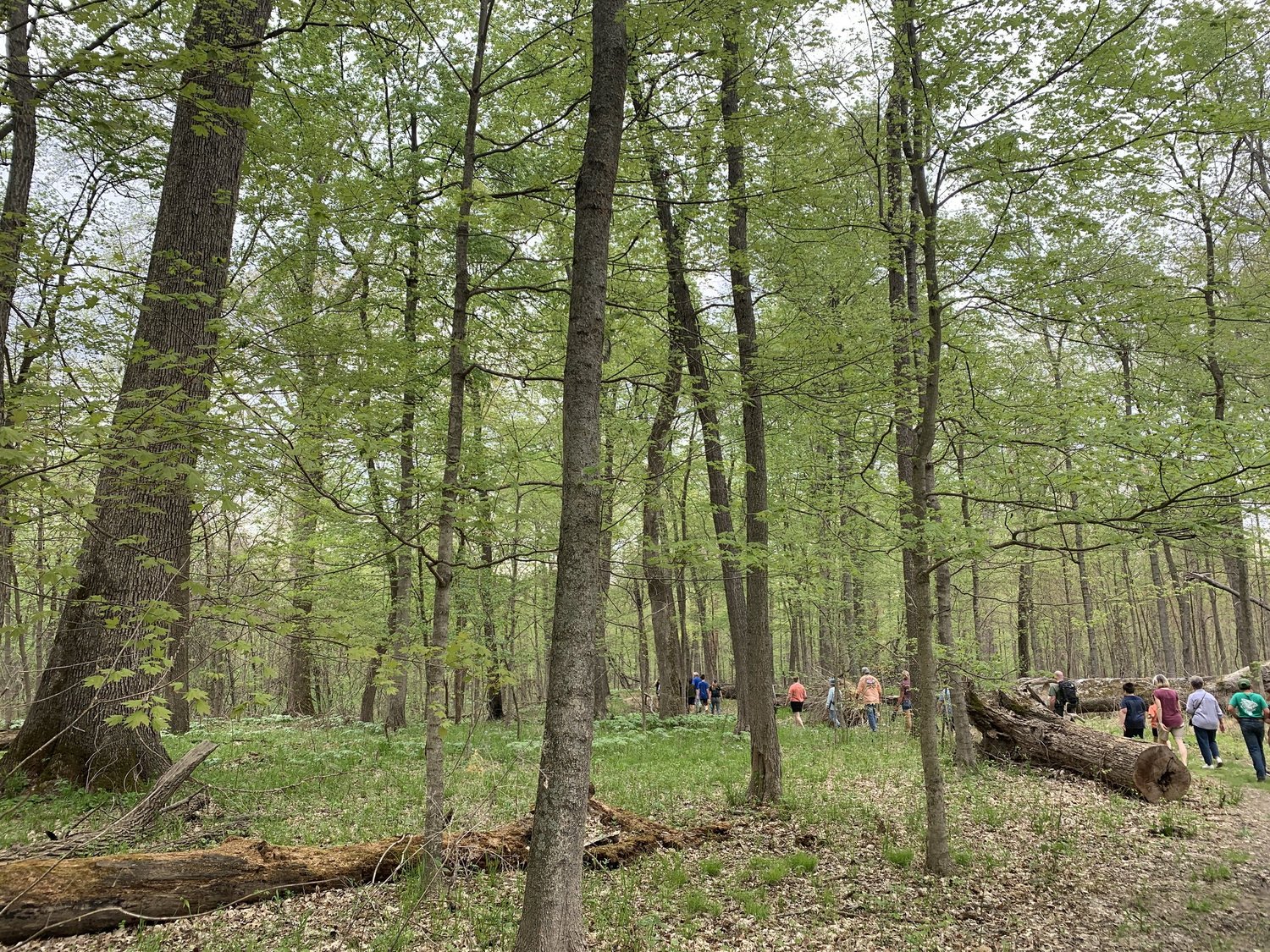 Beall Woods State Park — Old-Growth Forest Network