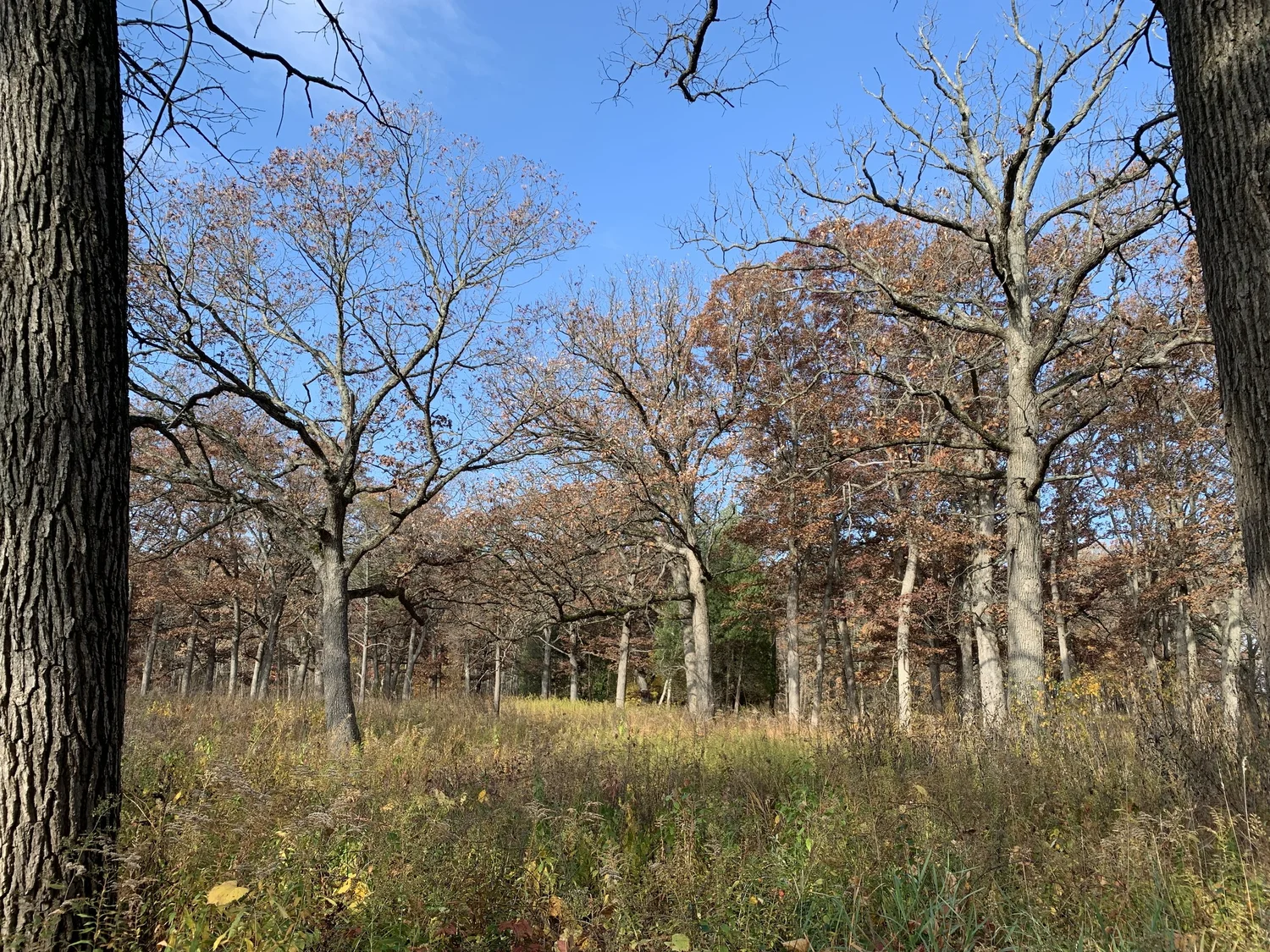 St. Francis Woods- Independence Grove Forest Preserve — Old-Growth ...