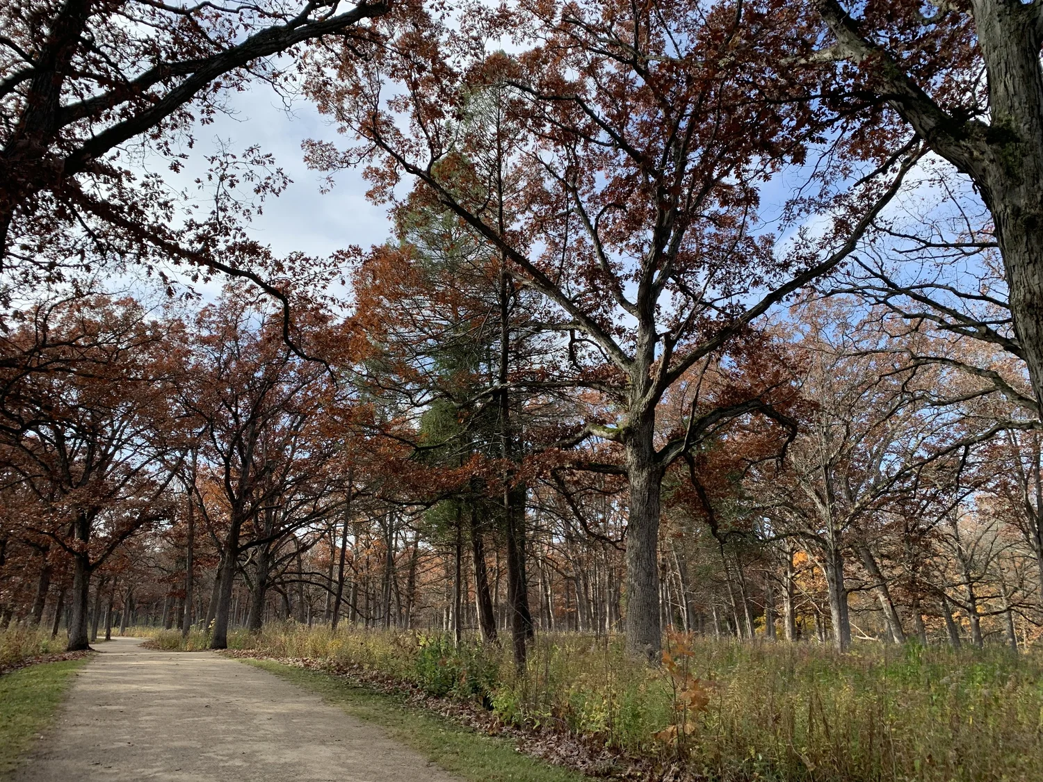 St. Francis Woods- Independence Grove Forest Preserve — Old-Growth ...