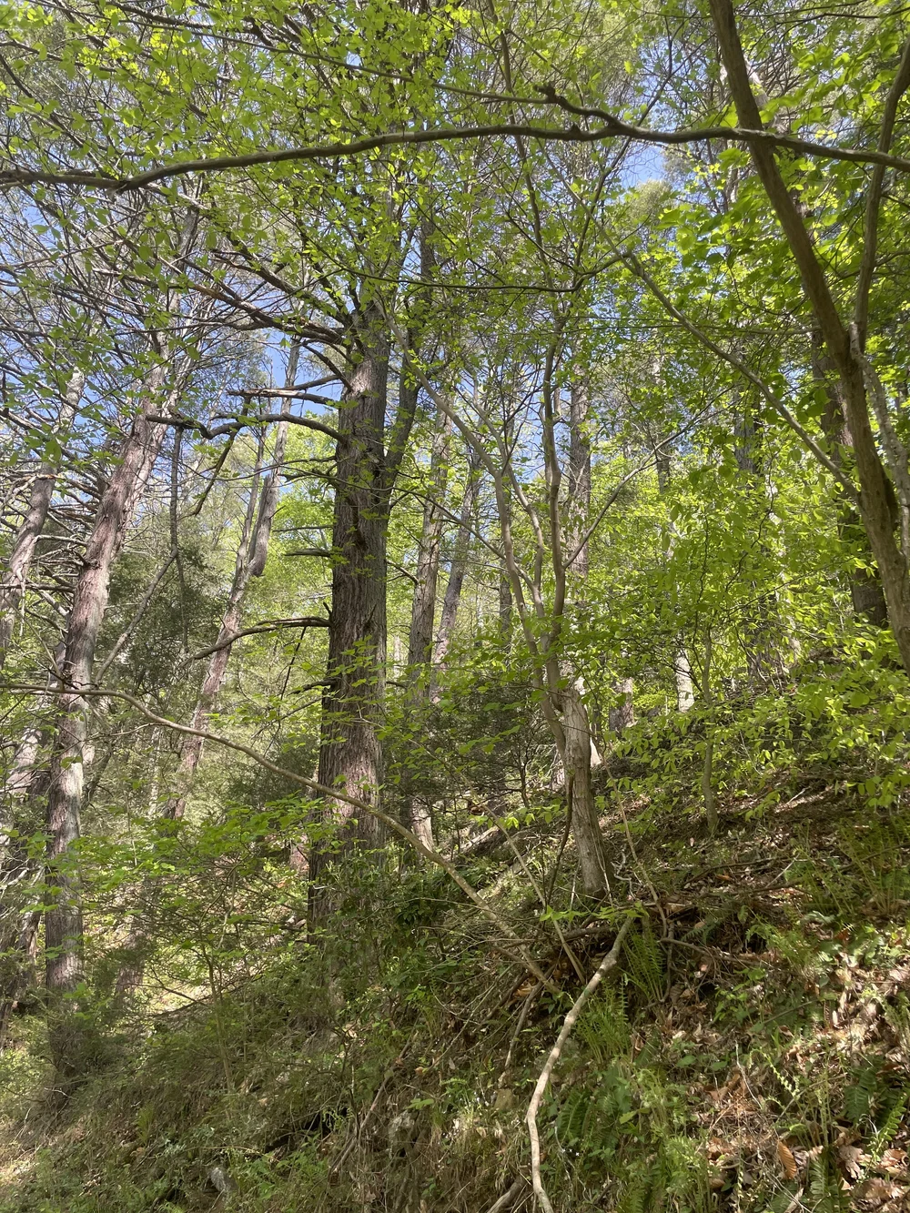 Hemlock Overlook Regional Park — Old-Growth Forest Network