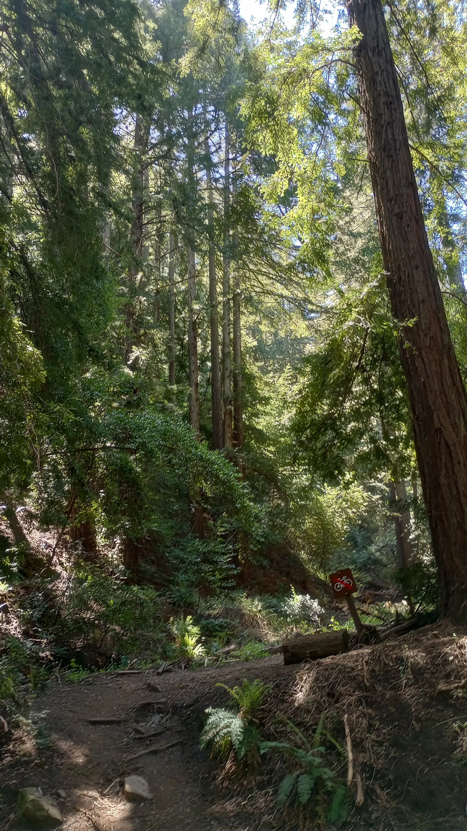 Reinhardt Redwood Regional Park — Old-Growth Forest Network