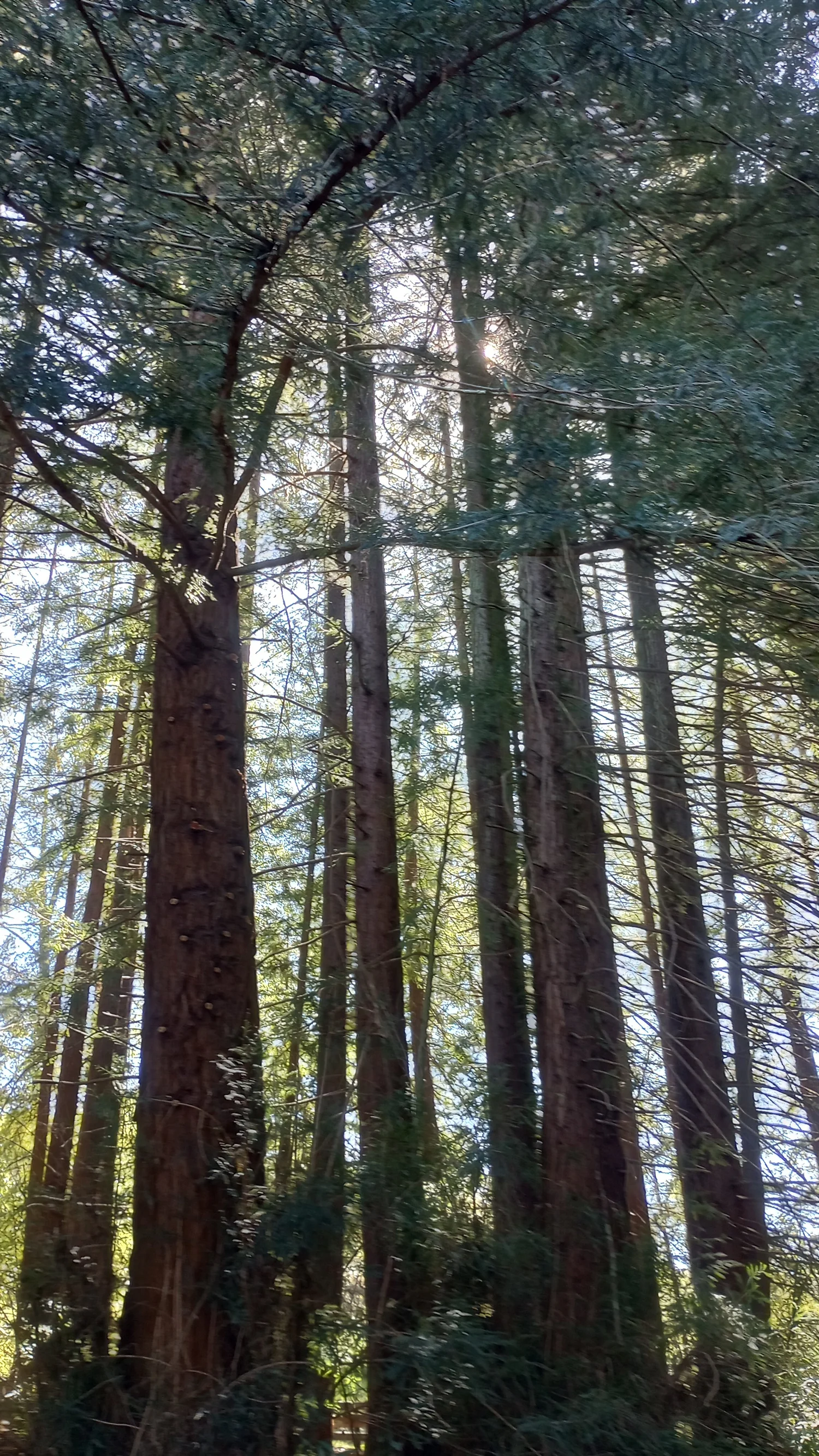 Reinhardt Redwood Regional Park — Old-Growth Forest Network