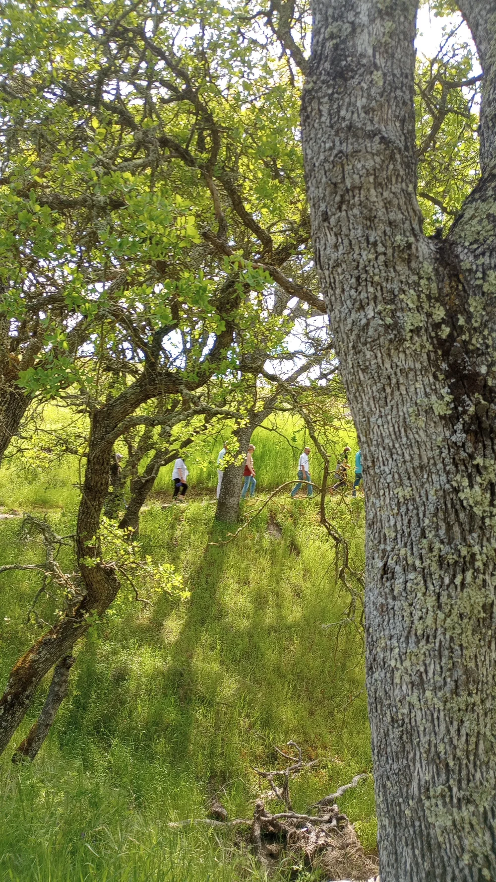 Walnut Creek Open Space – Shell Ridge — Old-Growth Forest Network