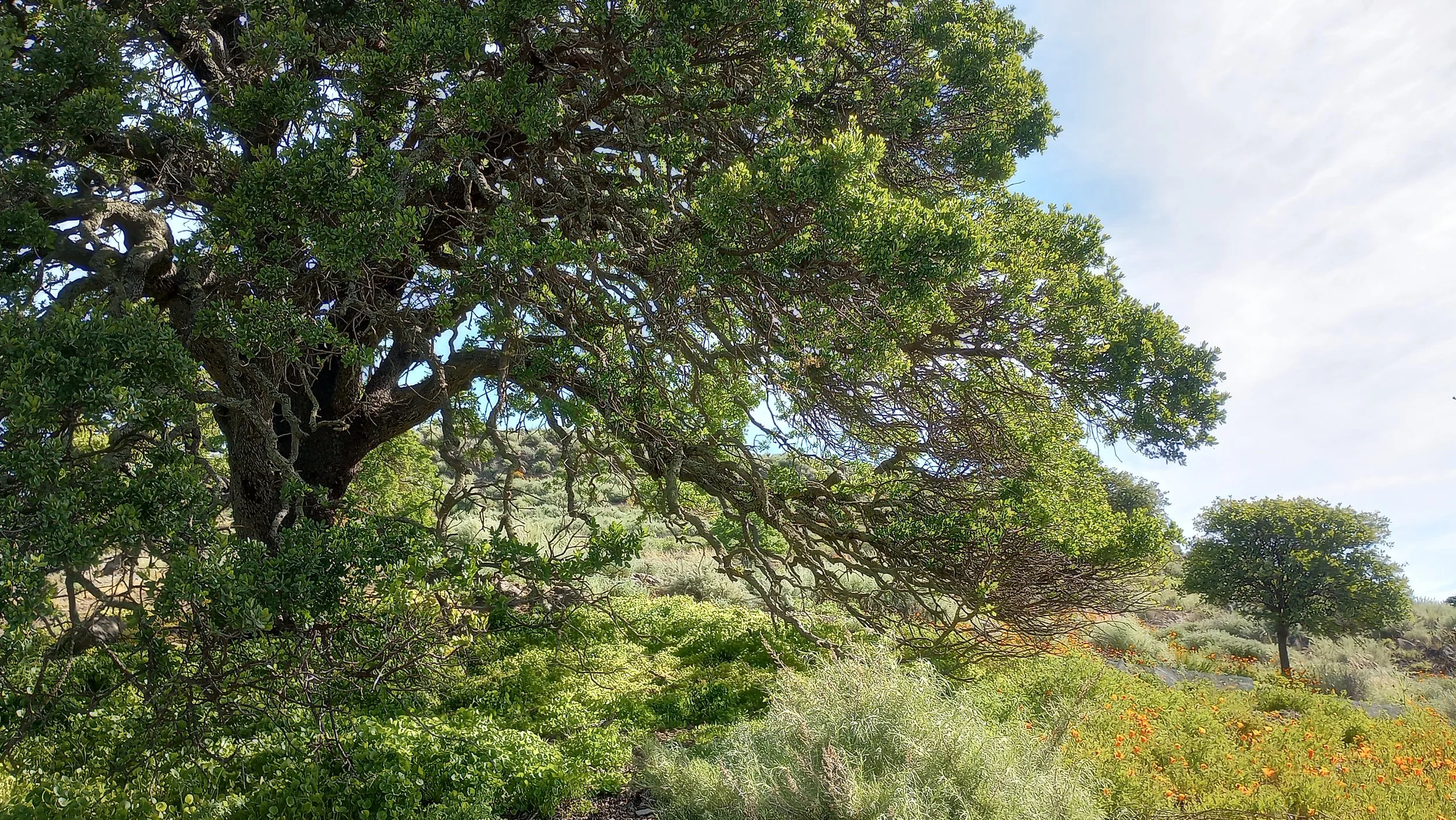 Walnut Creek Open Space – Shell Ridge — Old-Growth Forest Network