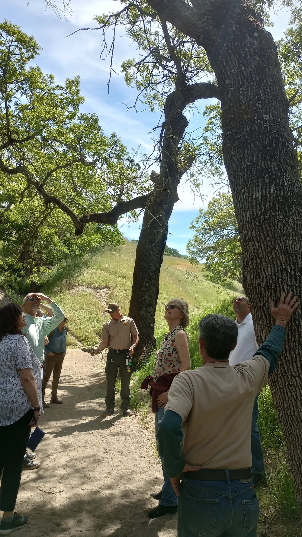 Walnut Creek Open Space – Shell Ridge — Old-Growth Forest Network