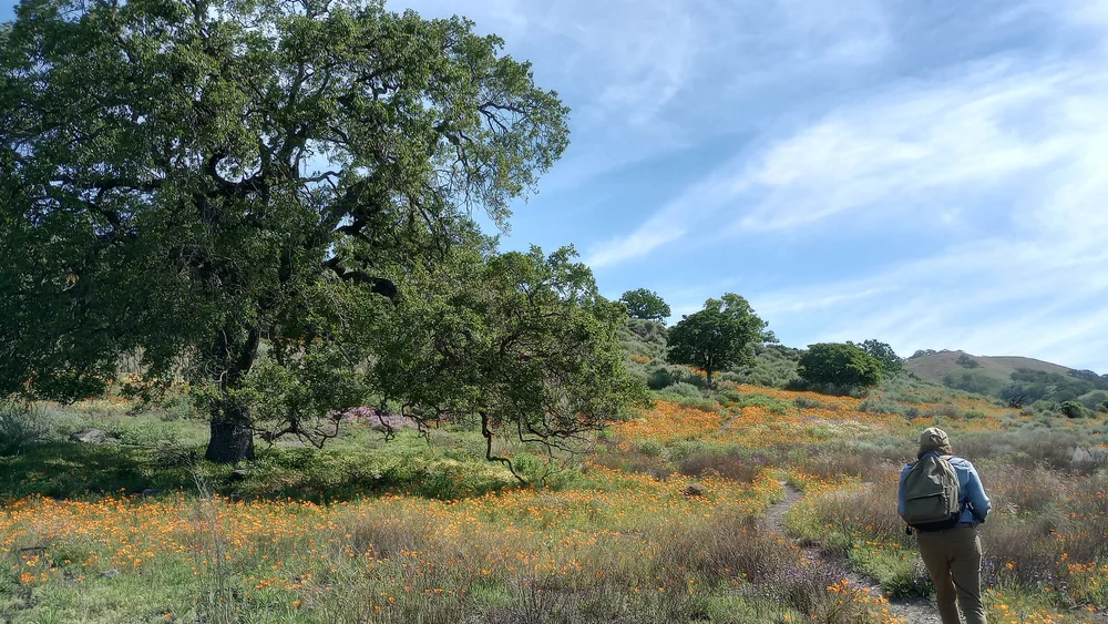 Walnut Creek Open Space – Shell Ridge — Old-Growth Forest Network