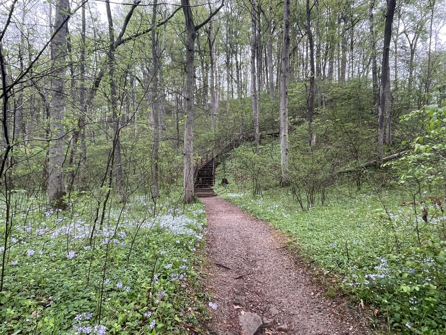 OH Cincinnati Nature Center - Rowe Woods — Old-Growth Forest Network