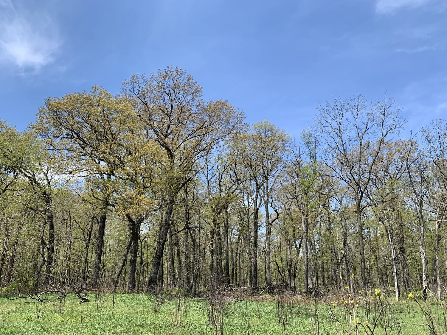 St. Francis Woods- Independence Grove Forest Preserve — Old-Growth ...