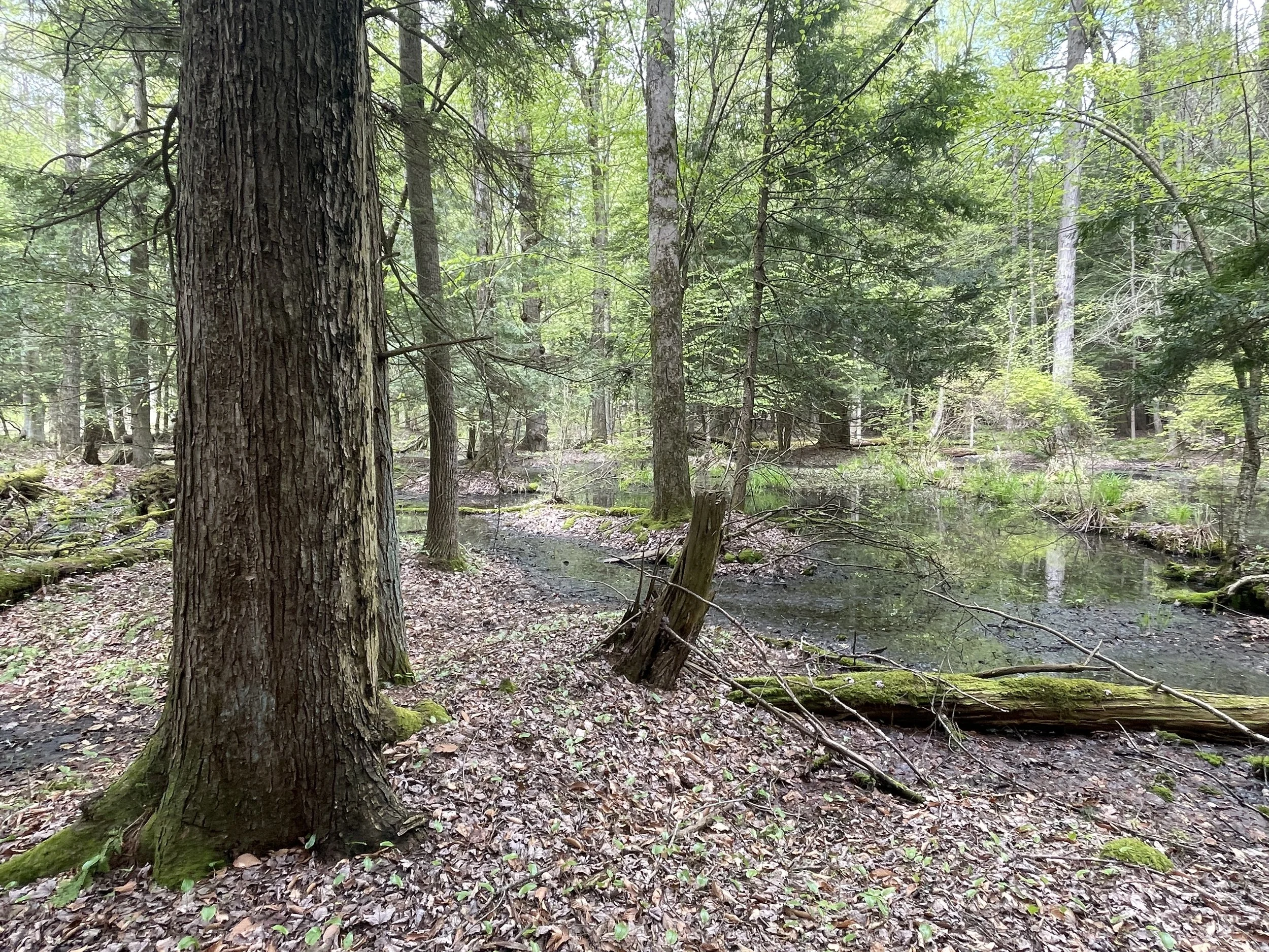Big Woods Area at Padanaram Forest – Pymatuning State Park — Old-Growth ...
