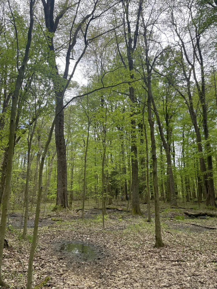 Big Woods Area at Padanaram Forest – Pymatuning State Park — Old-Growth ...