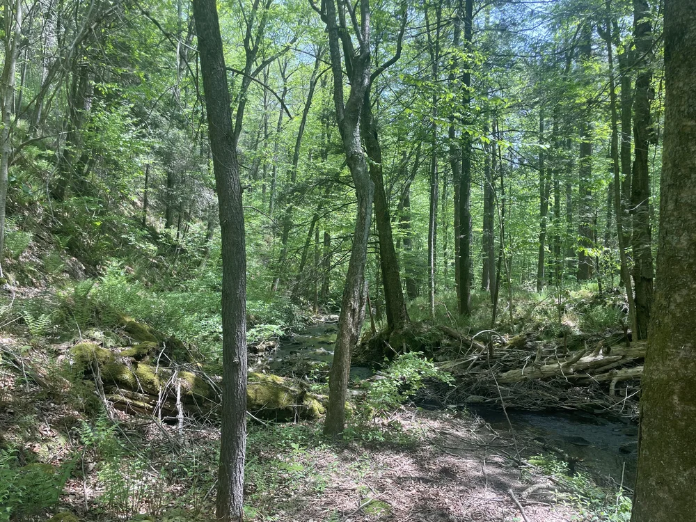 Snyder-Middleswarth Natural Area — Old-Growth Forest Network