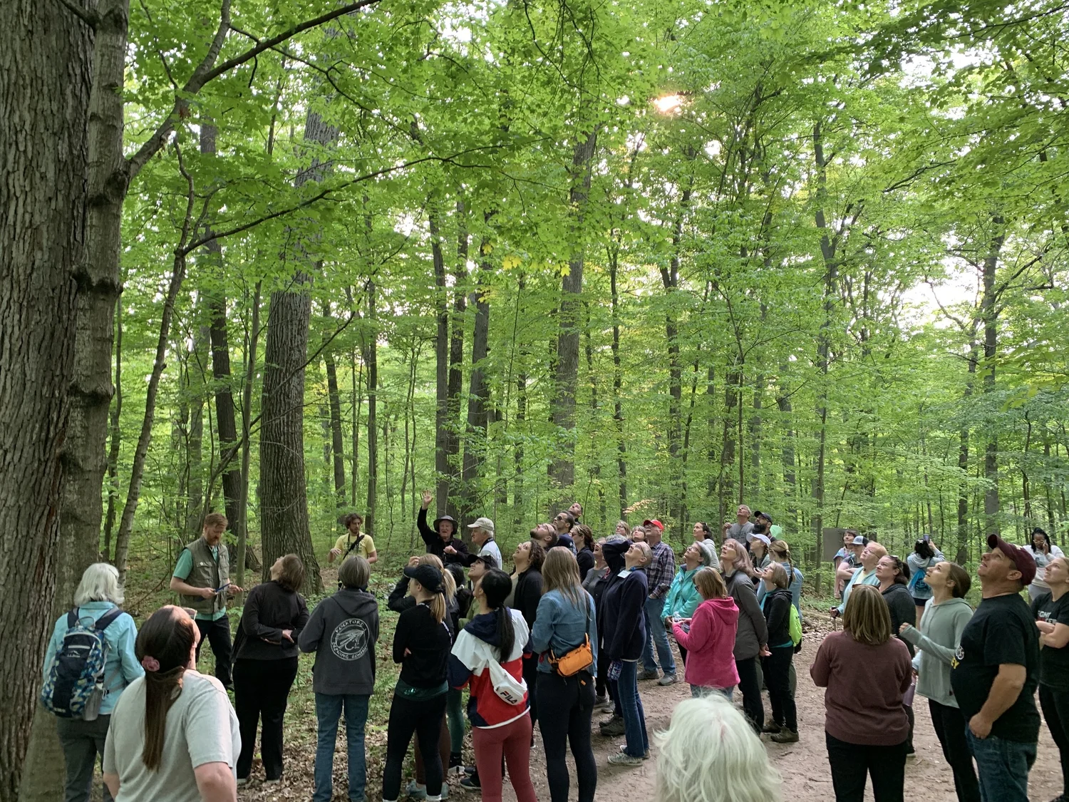 Aman Park — Old-Growth Forest Network