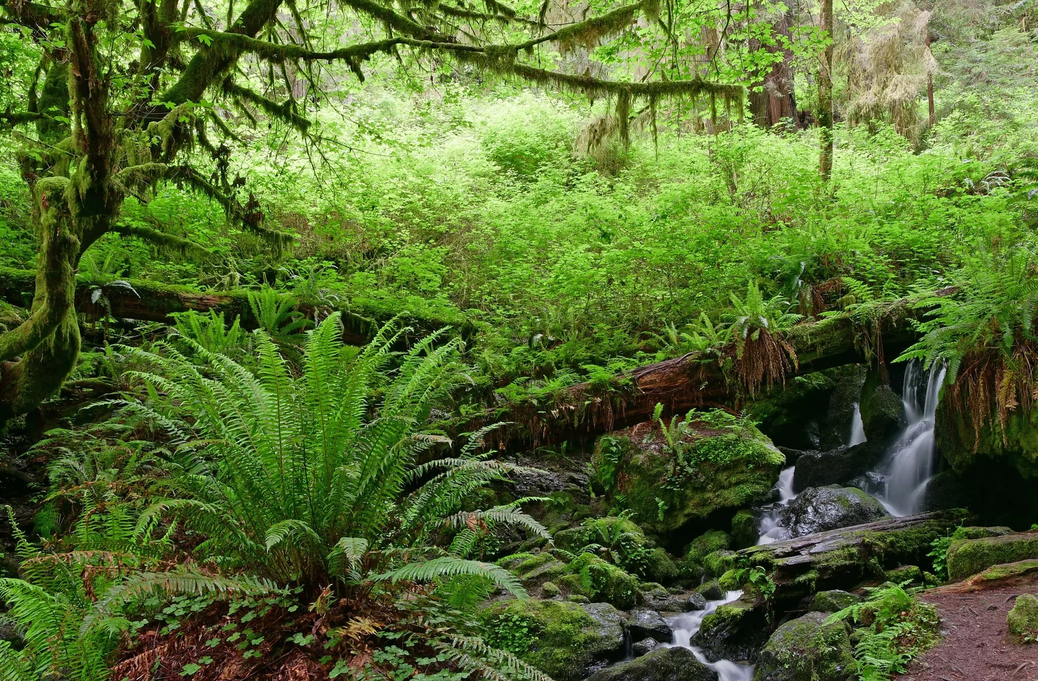 Jedediah Smith Redwoods State Park — Old-Growth Forest Network