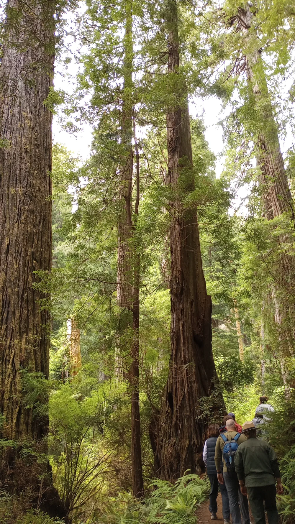 Redwood National and State Parks — Old-Growth Forest Network
