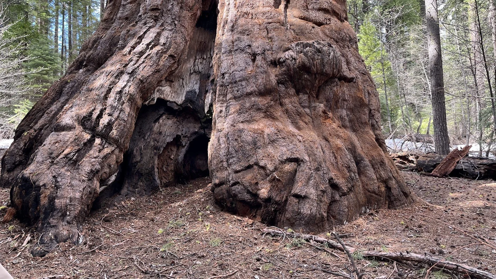 Calaveras Big Trees State Park — Old-Growth Forest Network