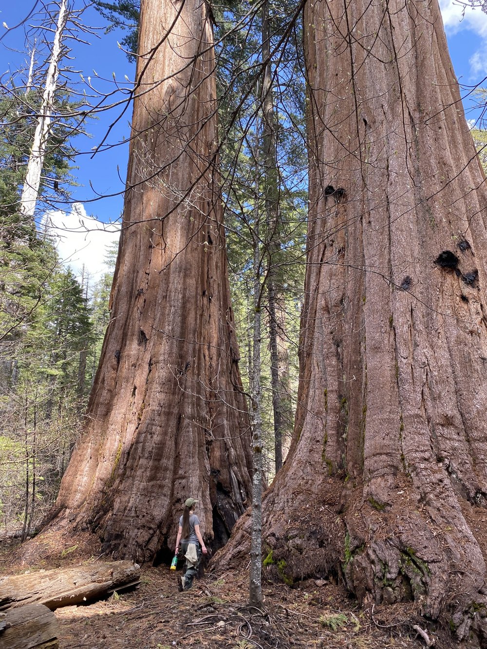 Calaveras Big Trees State Park — Old-Growth Forest Network