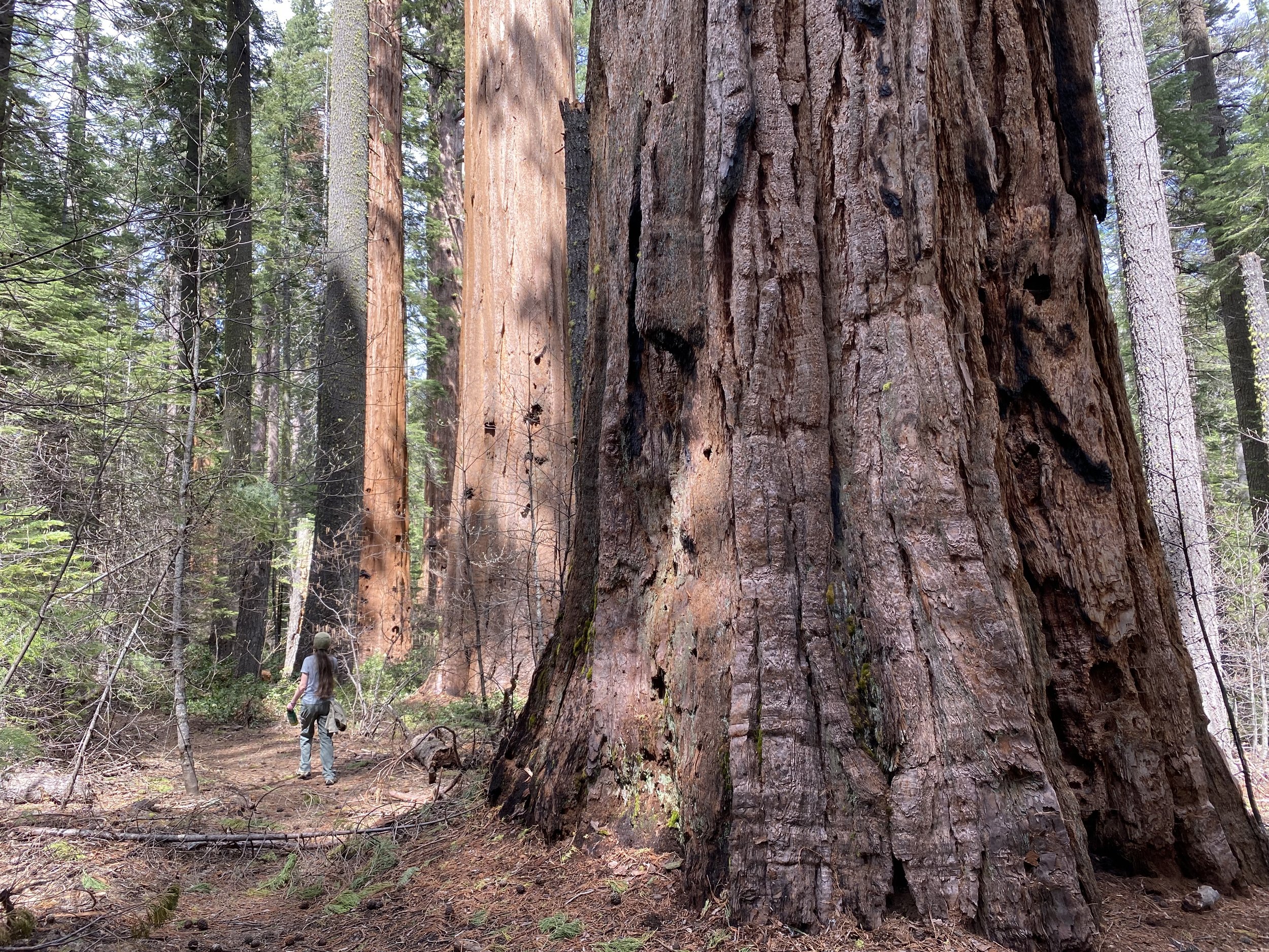 Calaveras Big Trees State Park — Old-Growth Forest Network