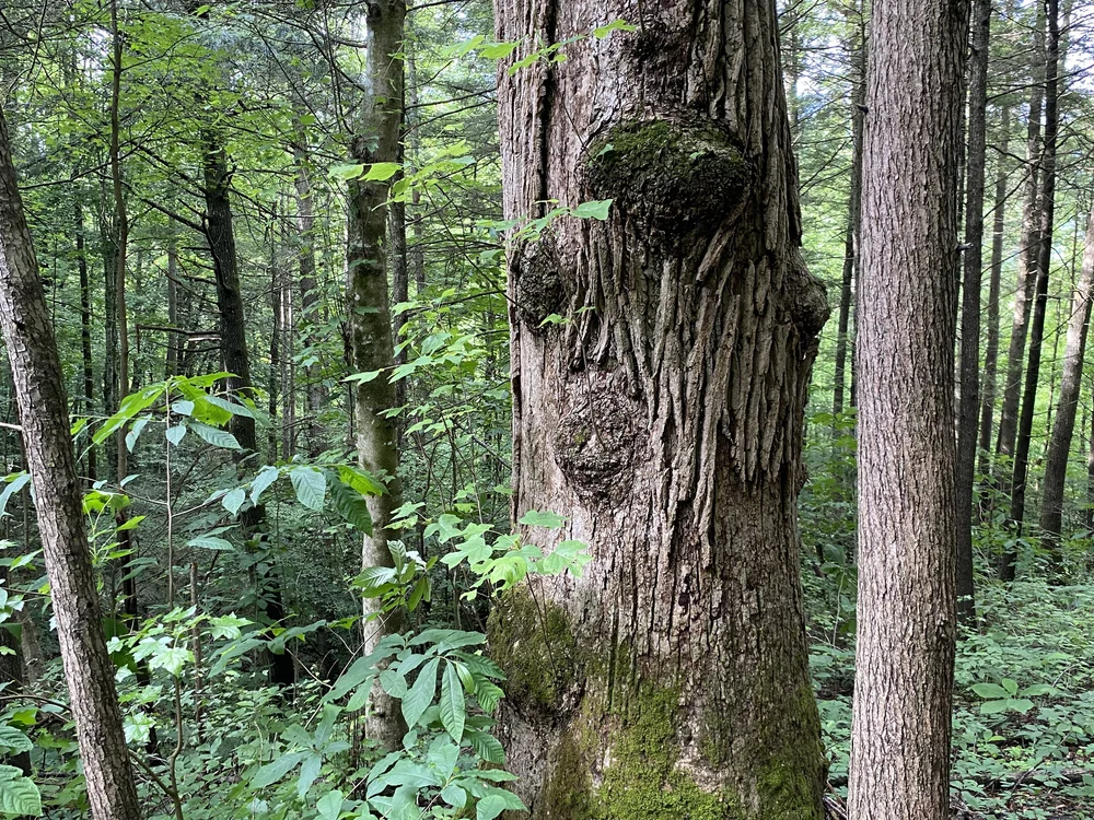 Lilley Cornett Woods — Old-Growth Forest Network