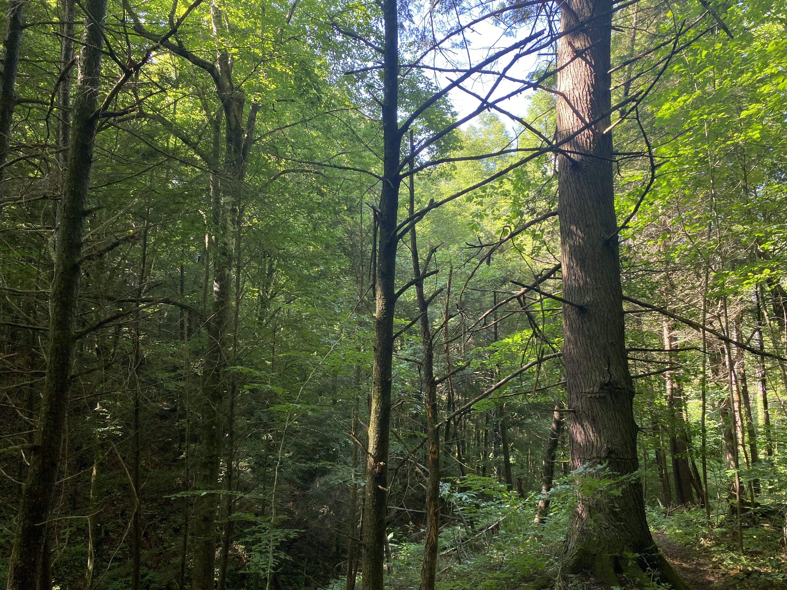 Lilley Cornett Woods — Old-Growth Forest Network