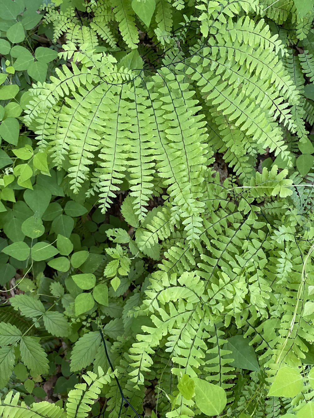 Mesophytic Plants Examples