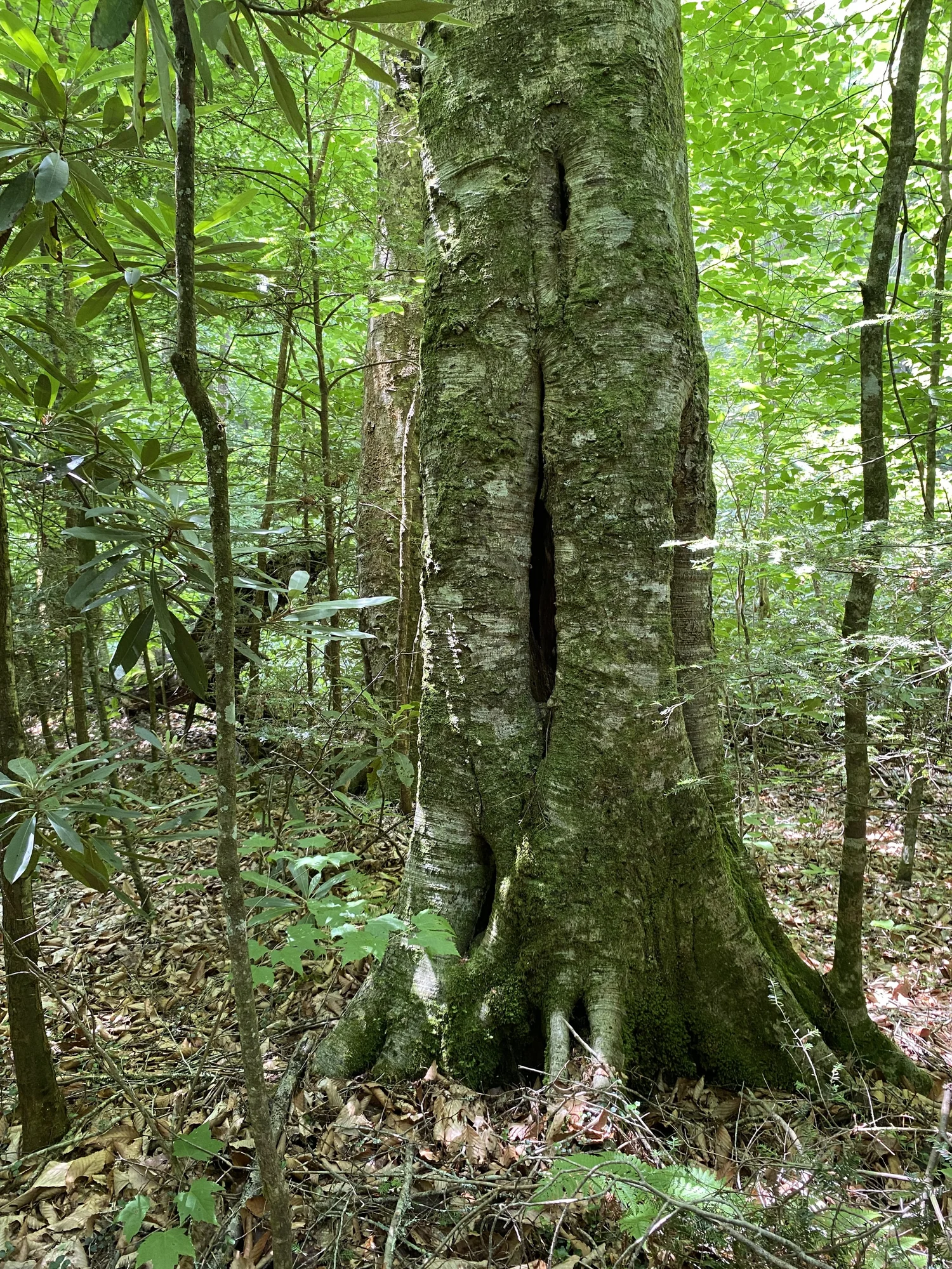 Blanton Forest State Nature Preserve — Old-Growth Forest Network