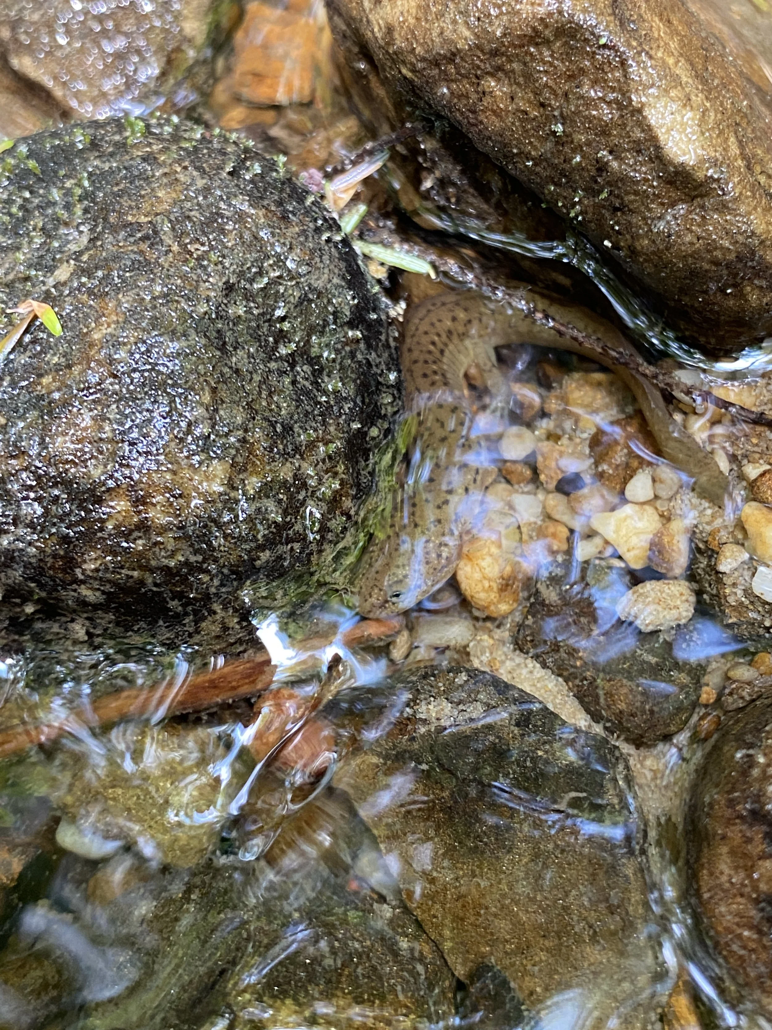 Blanton Forest State Nature Preserve — Old-Growth Forest Network