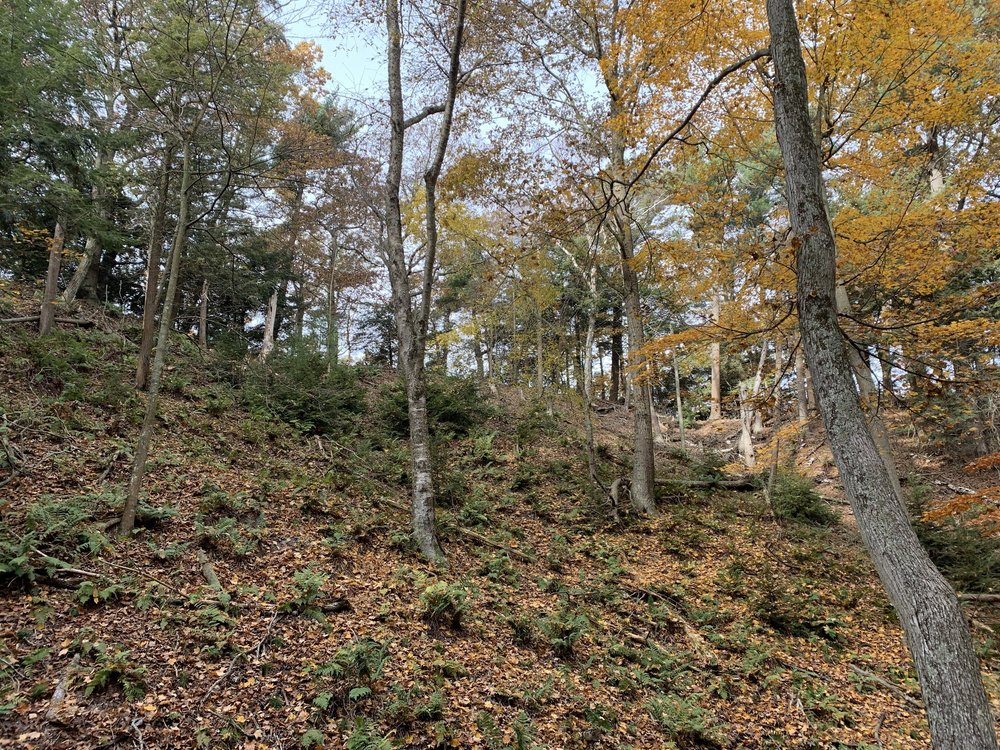 Flower Creek Dunes Nature Preserve — Old-Growth Forest Network