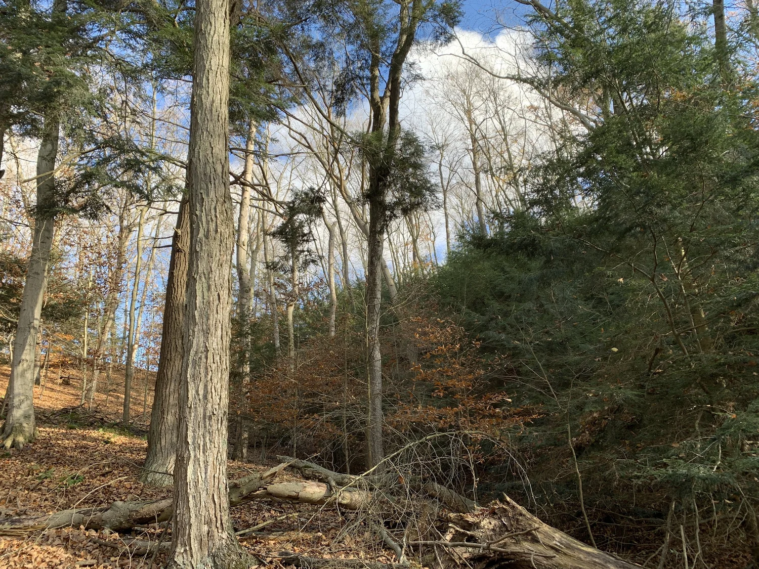 Flower Creek Dunes Nature Preserve — Old-Growth Forest Network