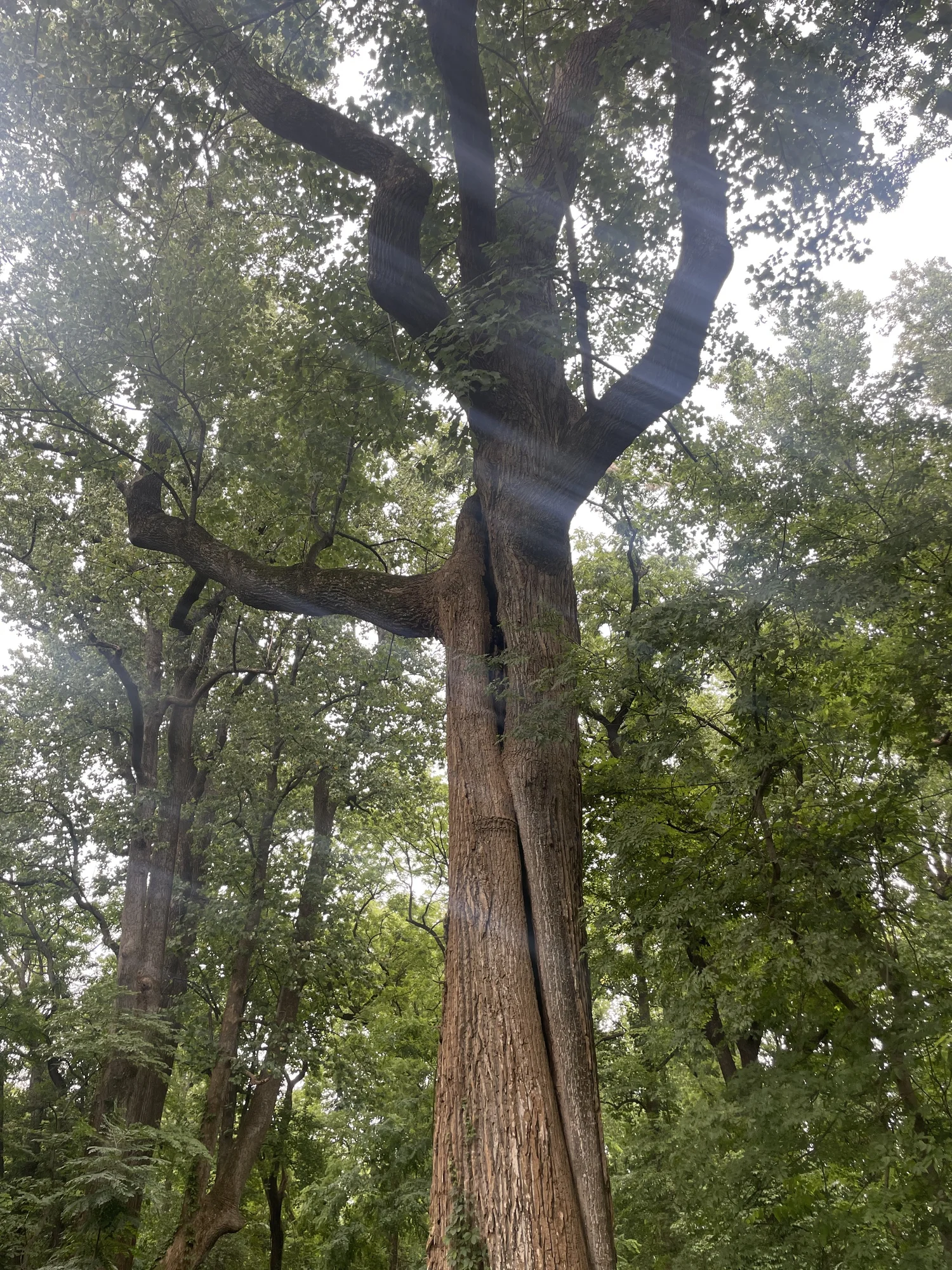 James Madison Landmark Forest — Old-Growth Forest Network