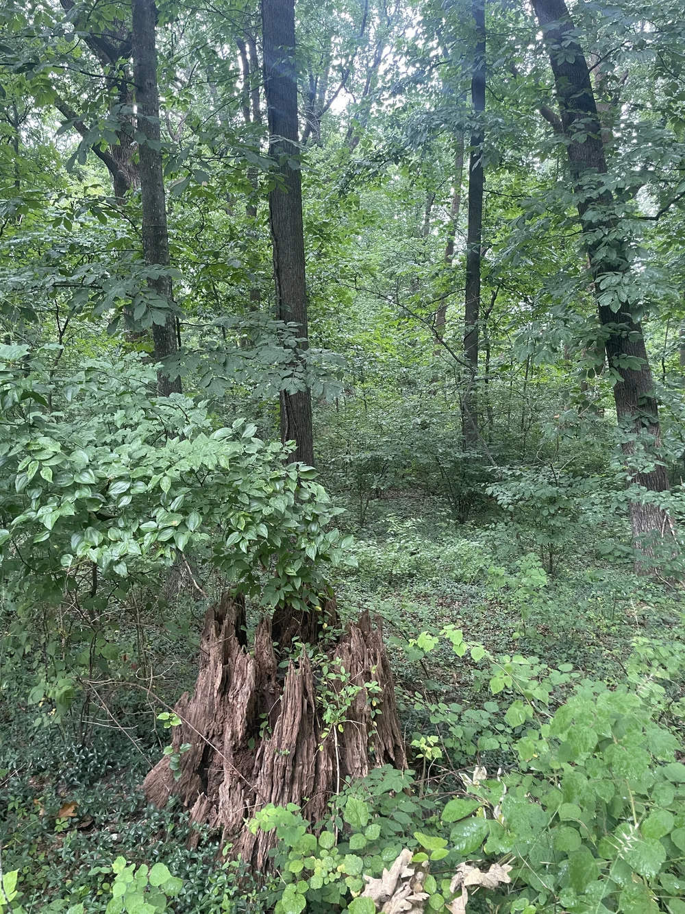 James Madison Landmark Forest — Old-Growth Forest Network