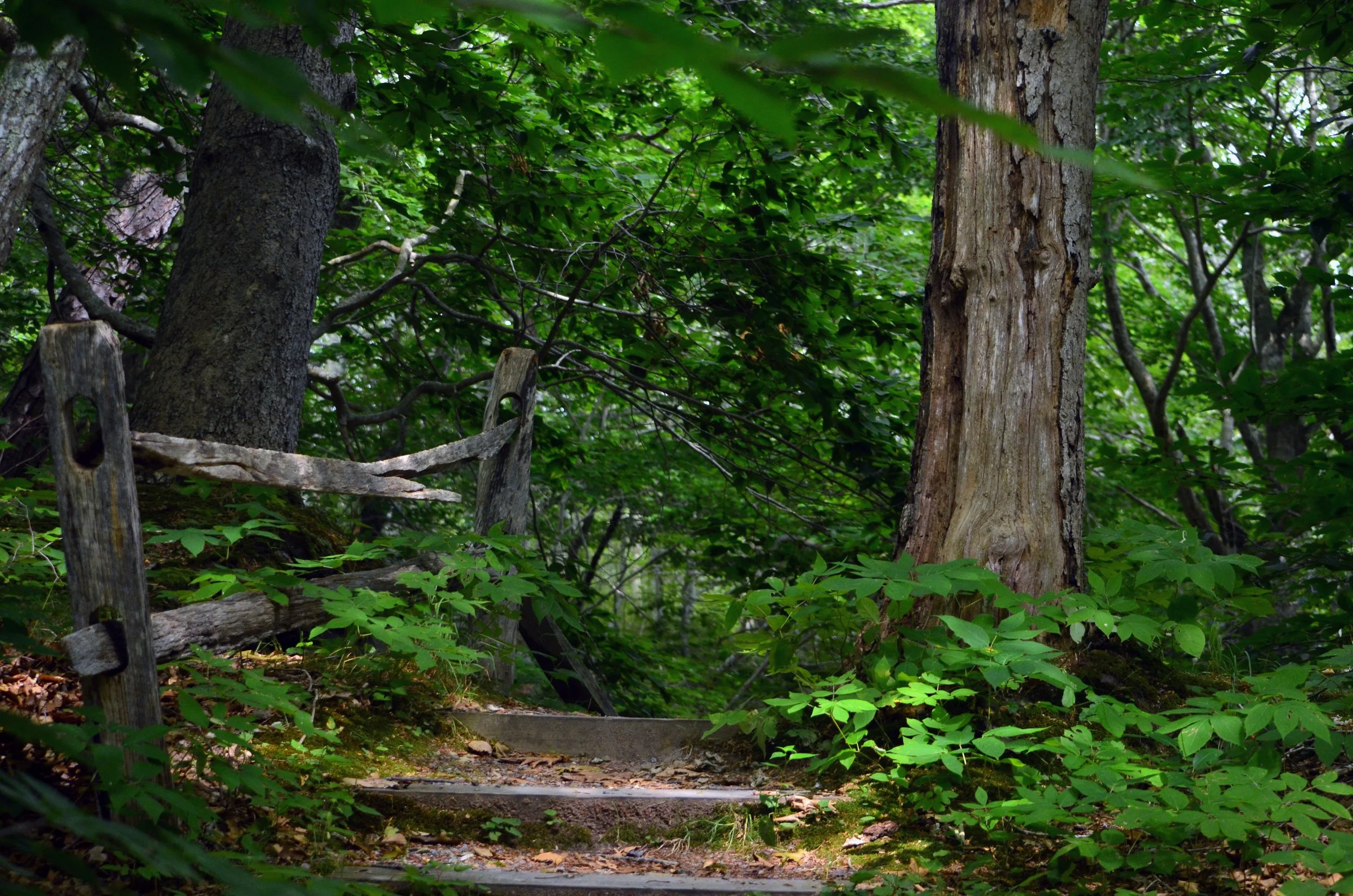 Provincelands Beech Forest — Old-Growth Forest Network