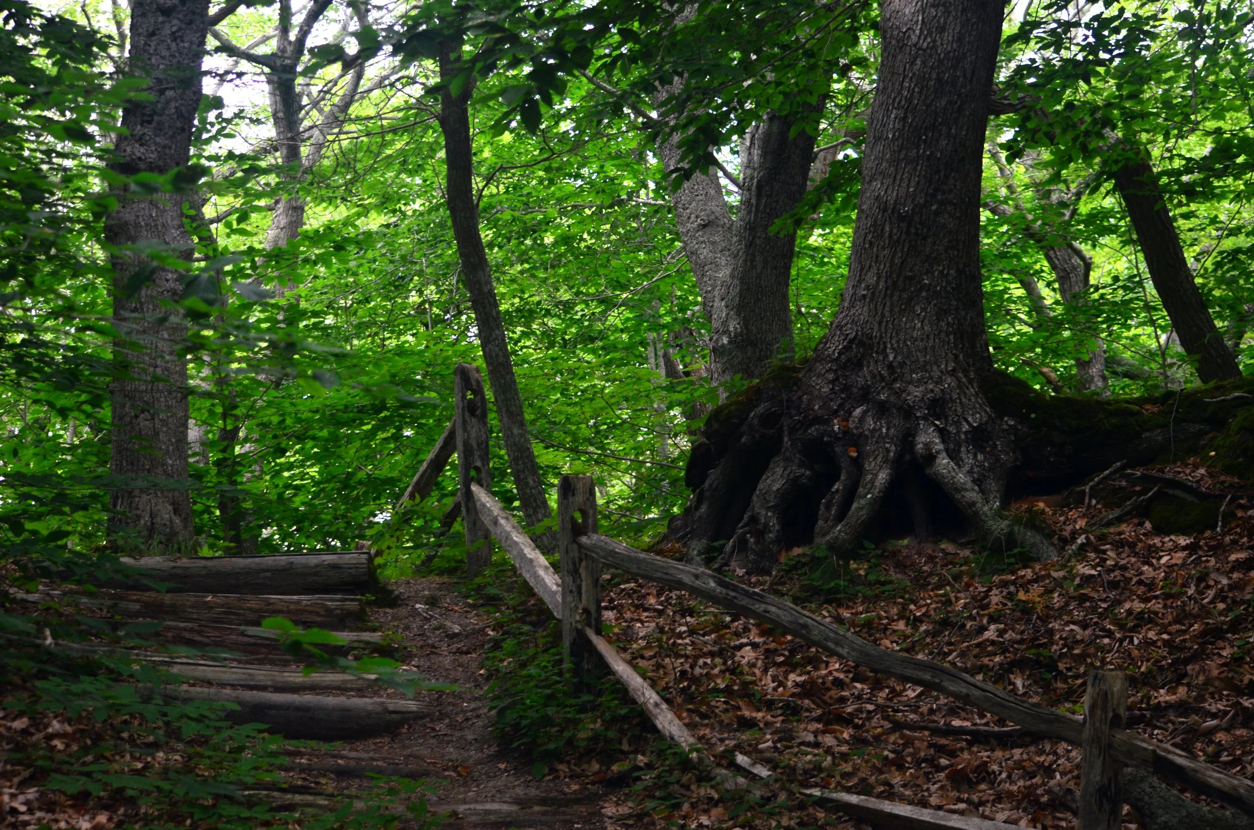 Provincelands Beech Forest — Old-Growth Forest Network