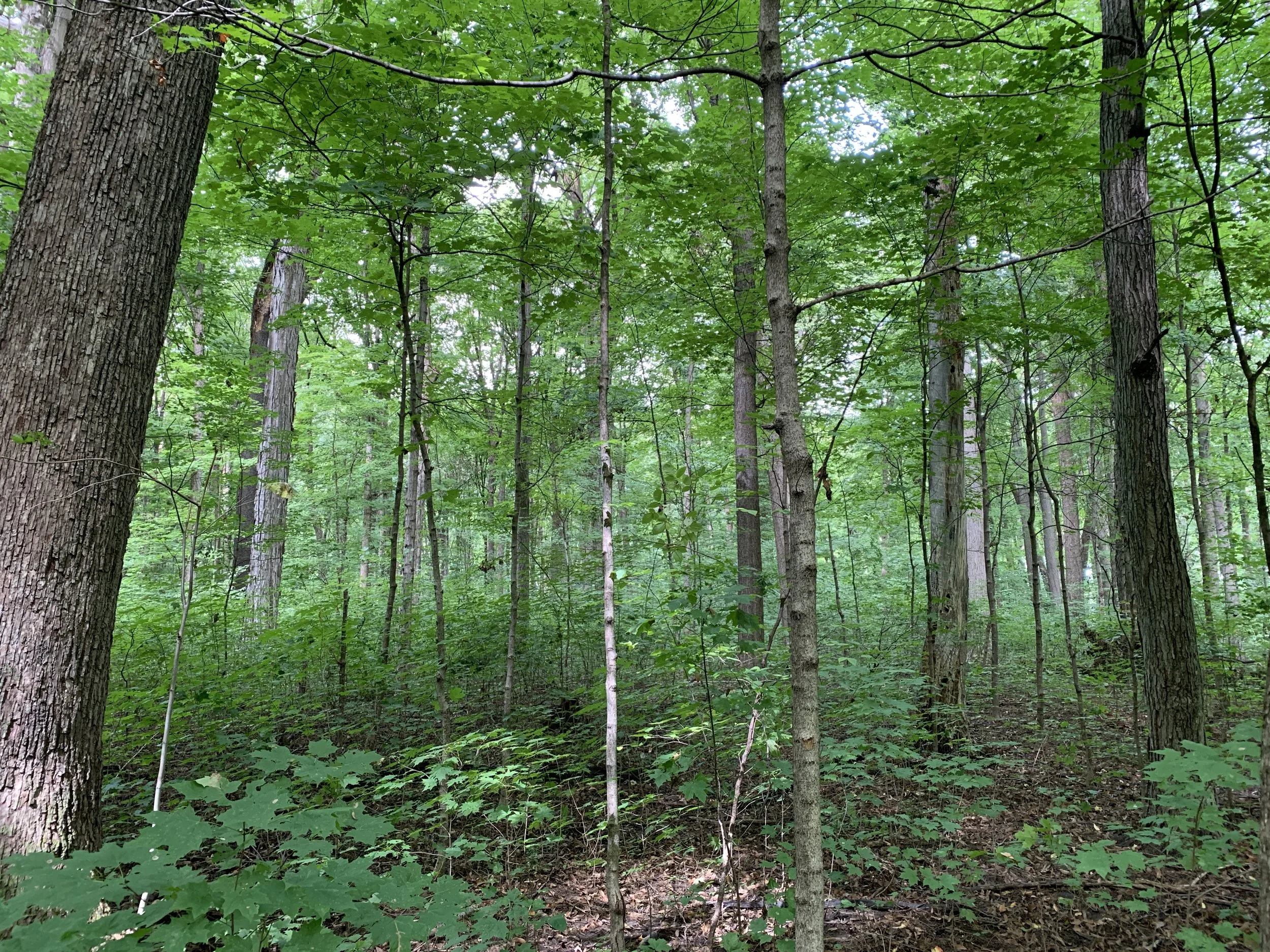 Baker Woodlot & Rachana Rajendra Neotropical Migrant Bird Sanctuary ...