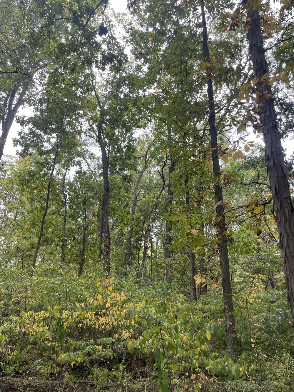 Stage's Pond State Nature Preserve — Old-Growth Forest Network