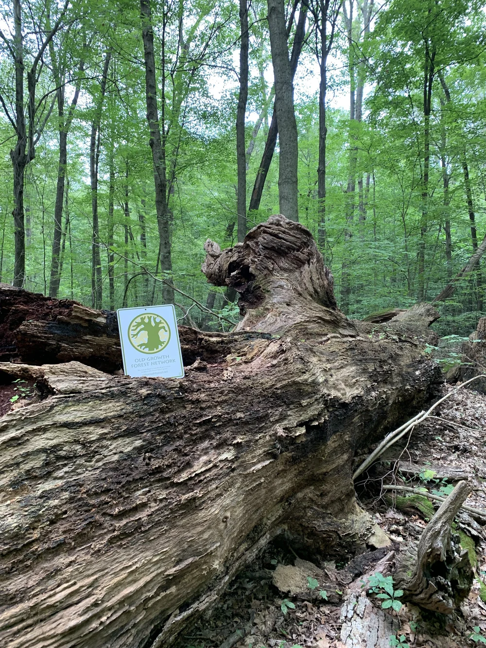 Newton Woods — Old-Growth Forest Network