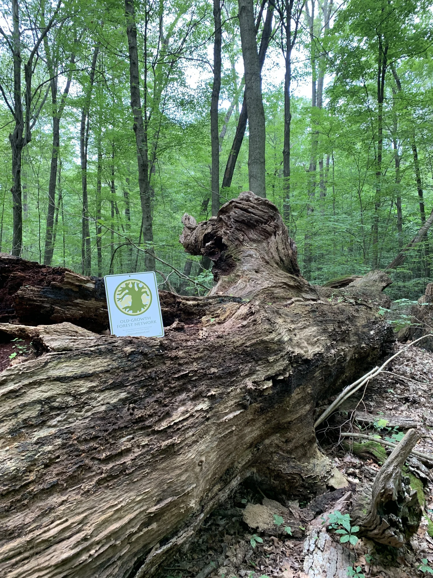 Newton Woods — Old-Growth Forest Network