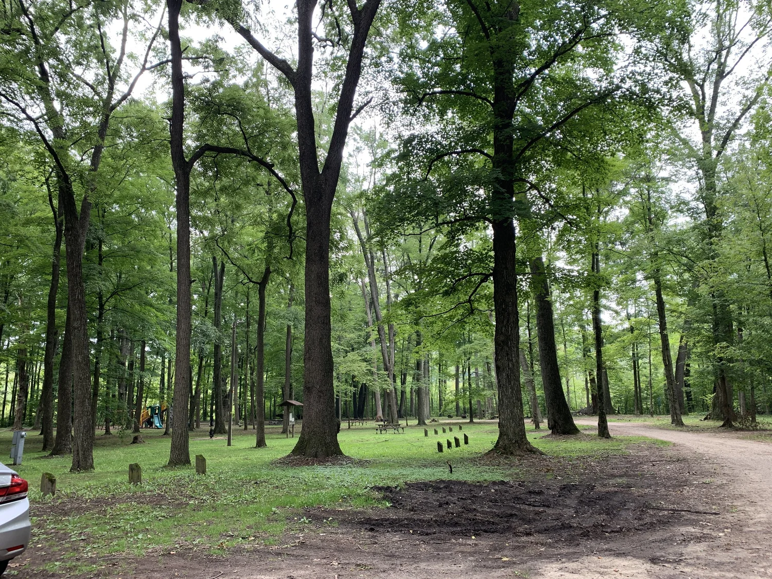 Newton Woods — Old-Growth Forest Network