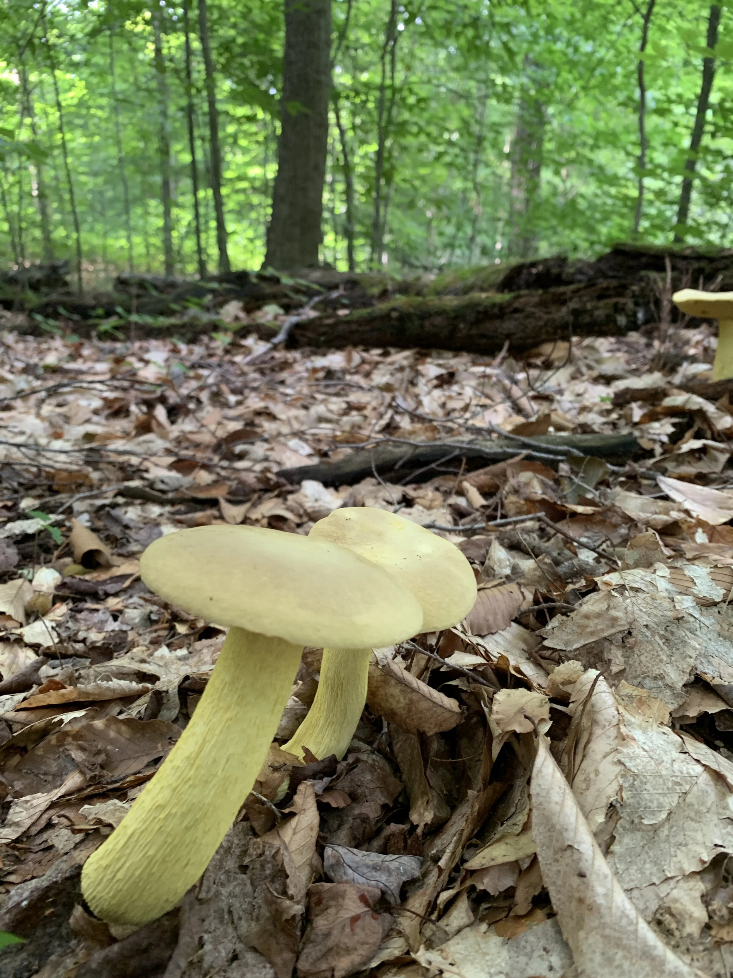 Newton Woods — Old-Growth Forest Network
