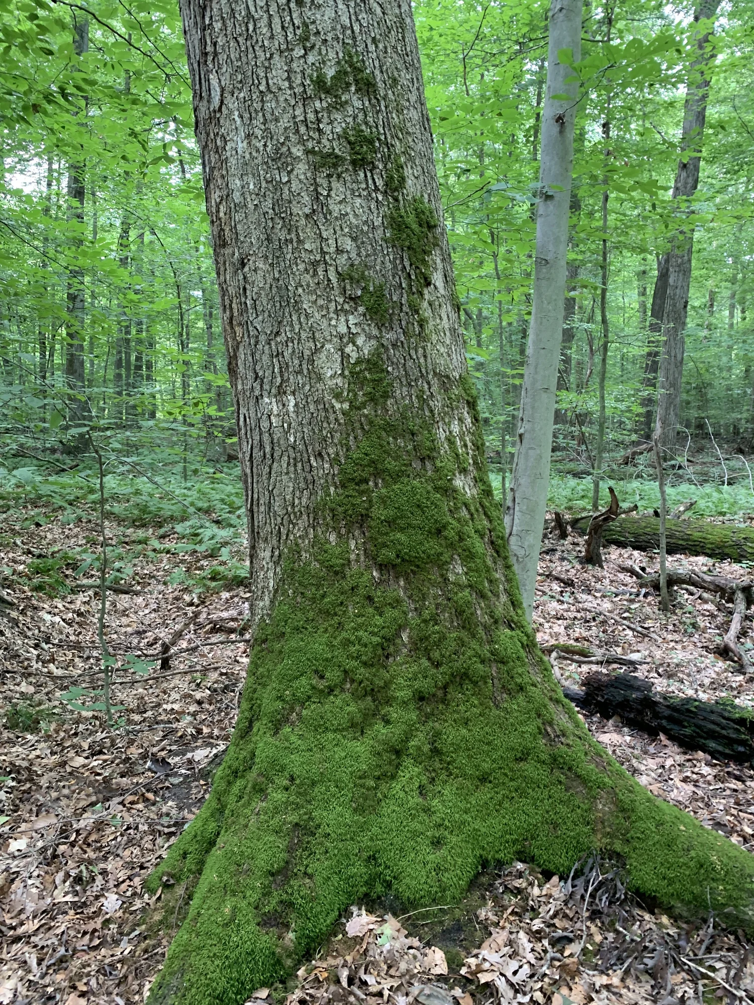 Newton Woods — Old-Growth Forest Network
