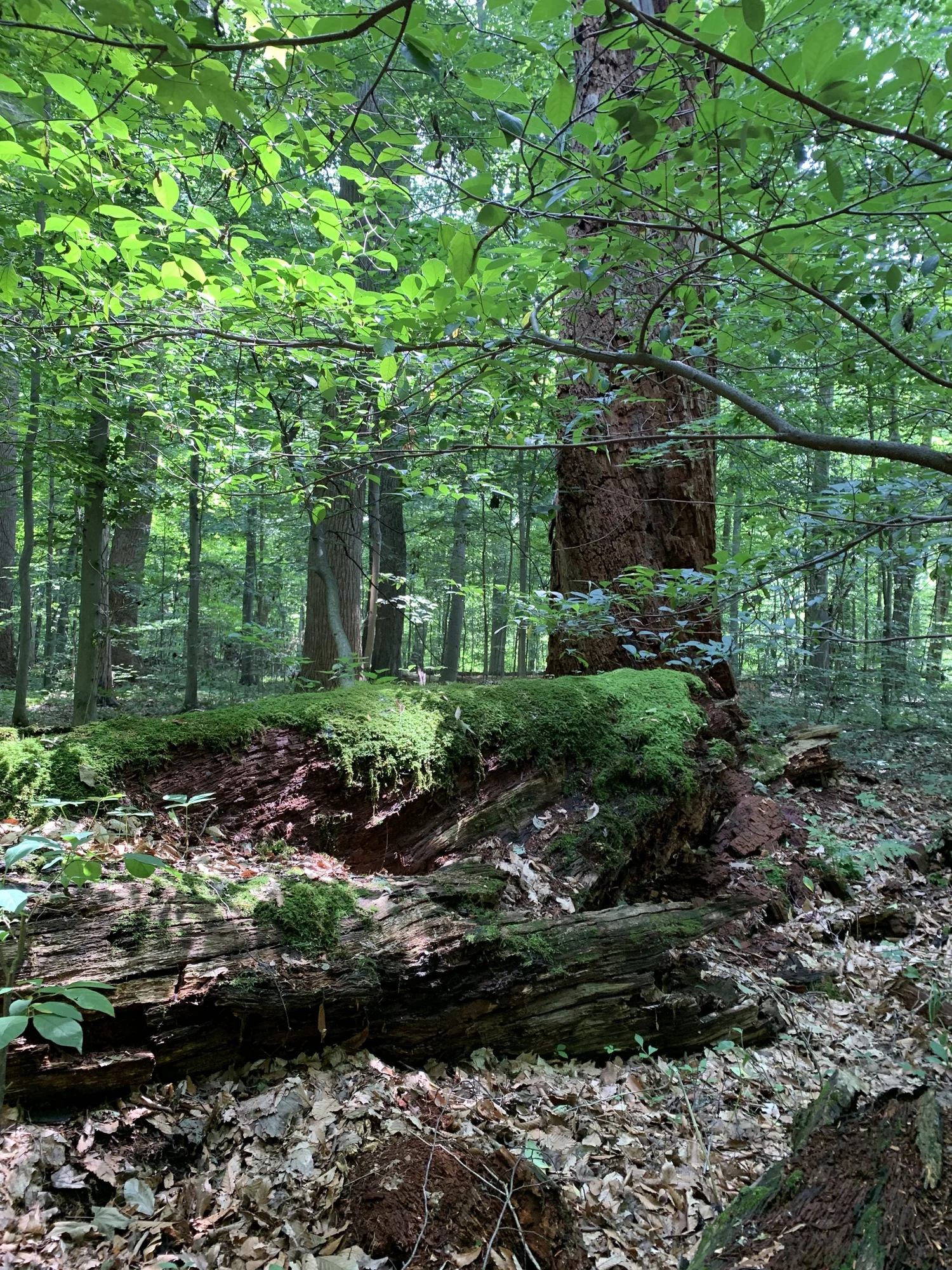 Newton Woods — Old-Growth Forest Network