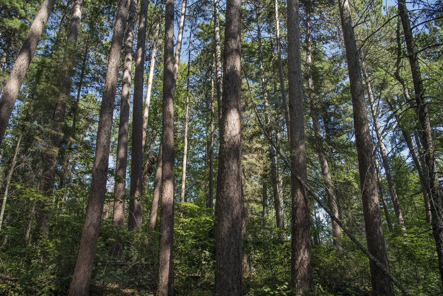 Lost 40 Scientific & Natural Area — Old-Growth Forest Network