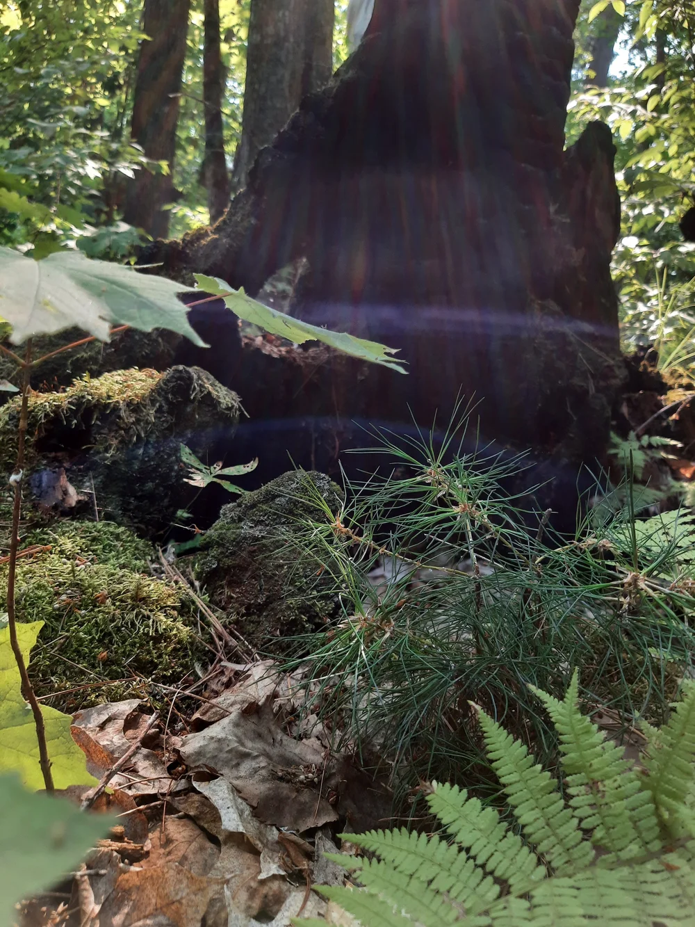 Itasca Wilderness Sanctuary Scientific and Natural Area — Old-Growth ...