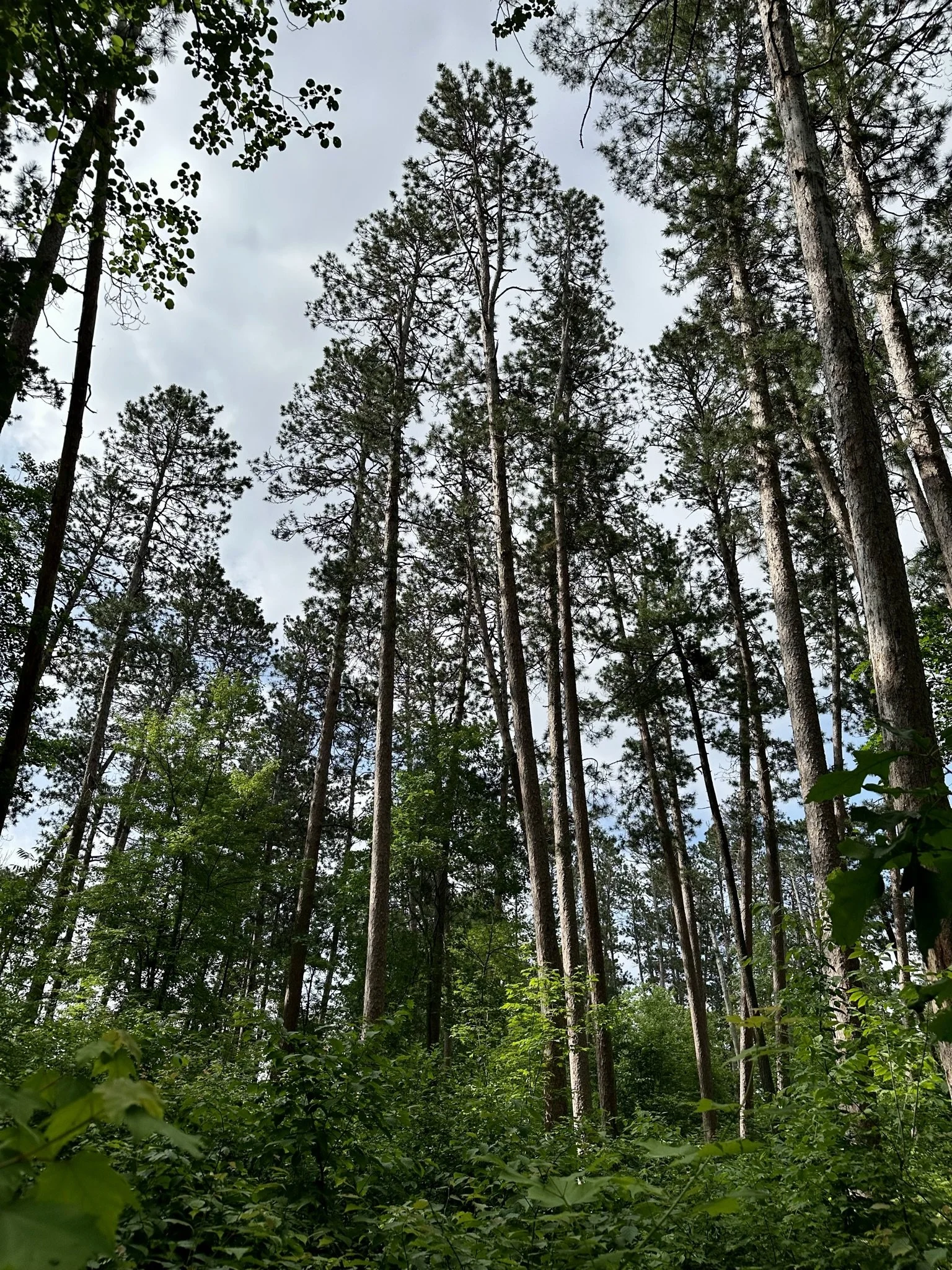 Itasca Wilderness Sanctuary Scientific and Natural Area — Old-Growth ...