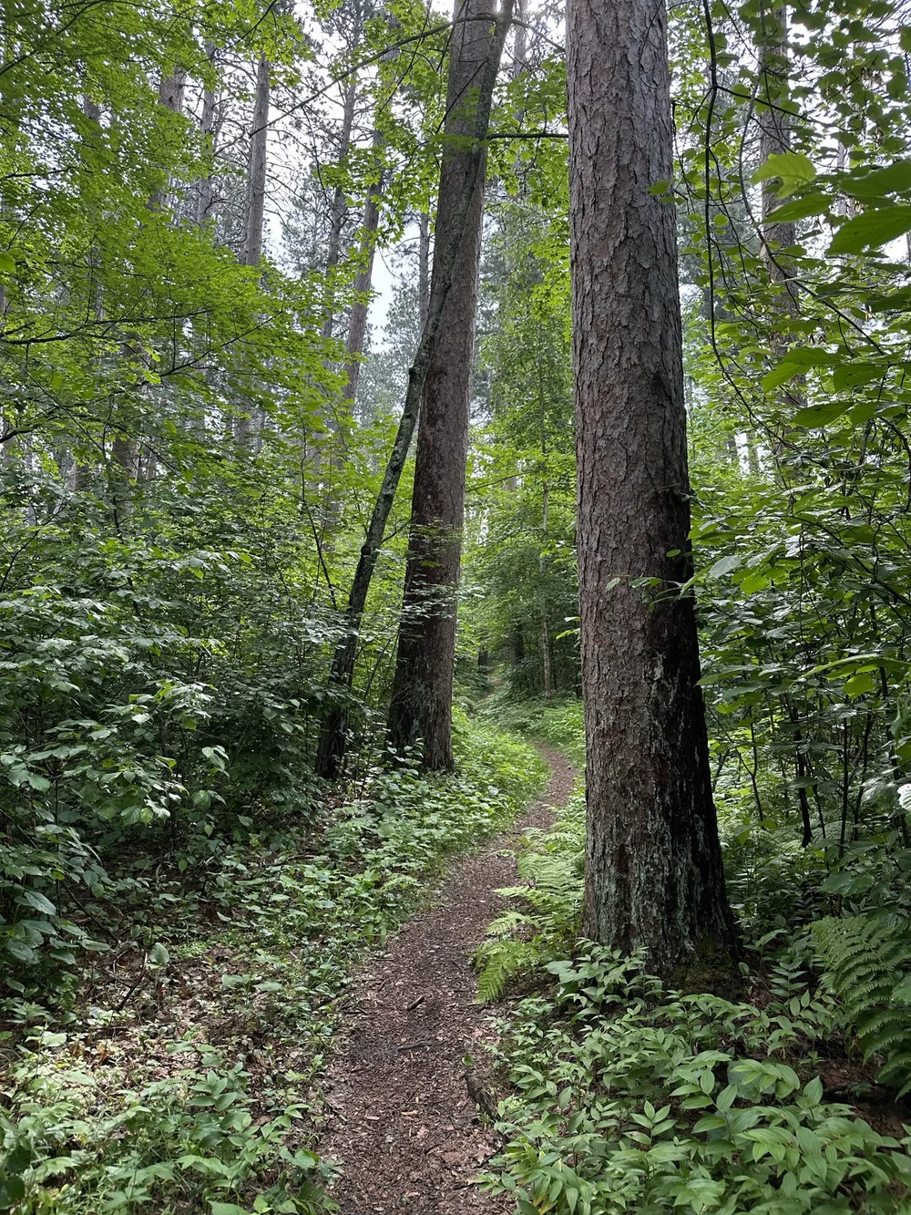 Itasca Wilderness Sanctuary Scientific and Natural Area — Old-Growth ...
