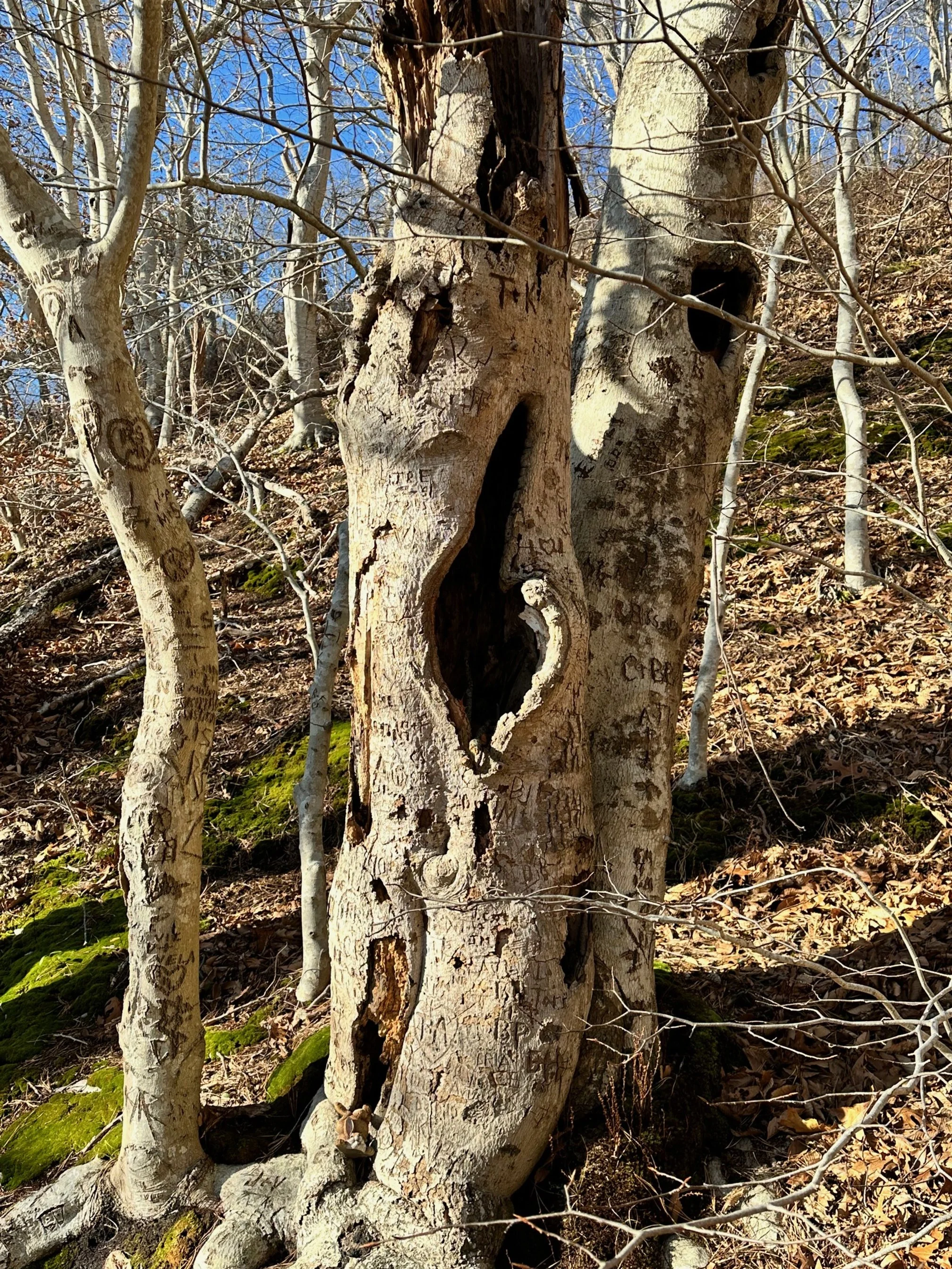 Provincelands Beech Forest — Old-Growth Forest Network