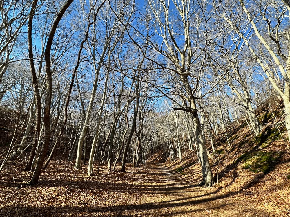 Provincelands Beech Forest — Old-Growth Forest Network