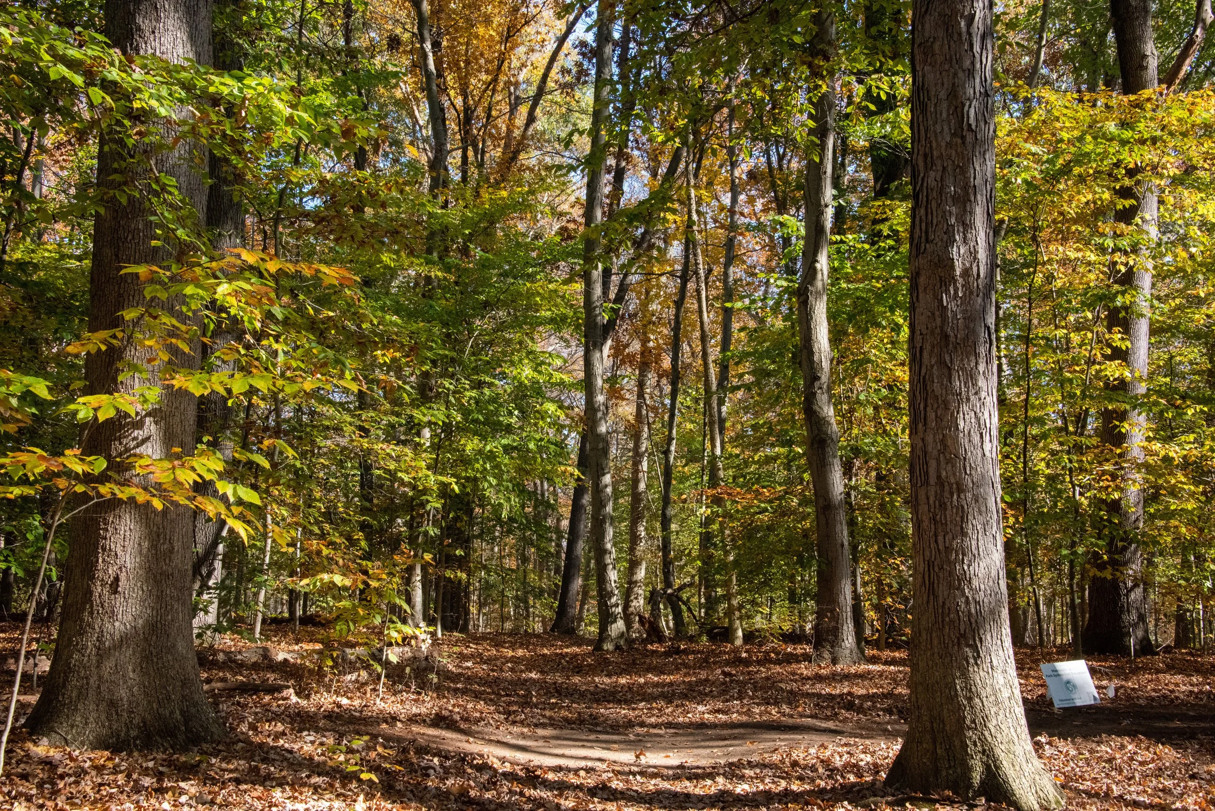 Clayton Park — Old-Growth Forest Network