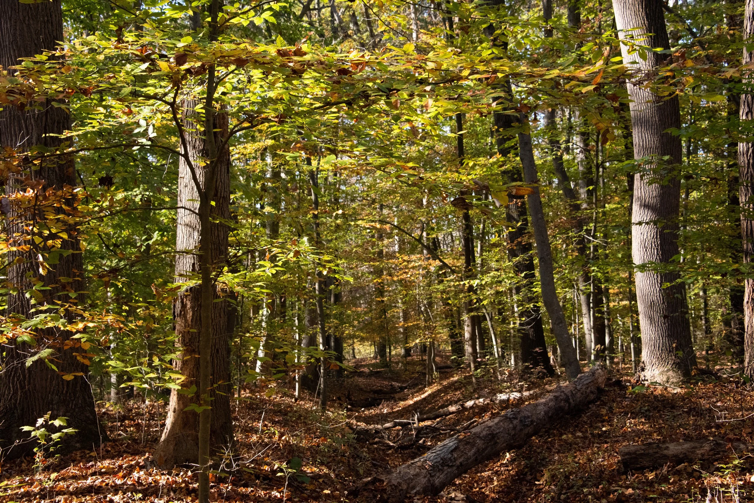Clayton Park — Old-Growth Forest Network
